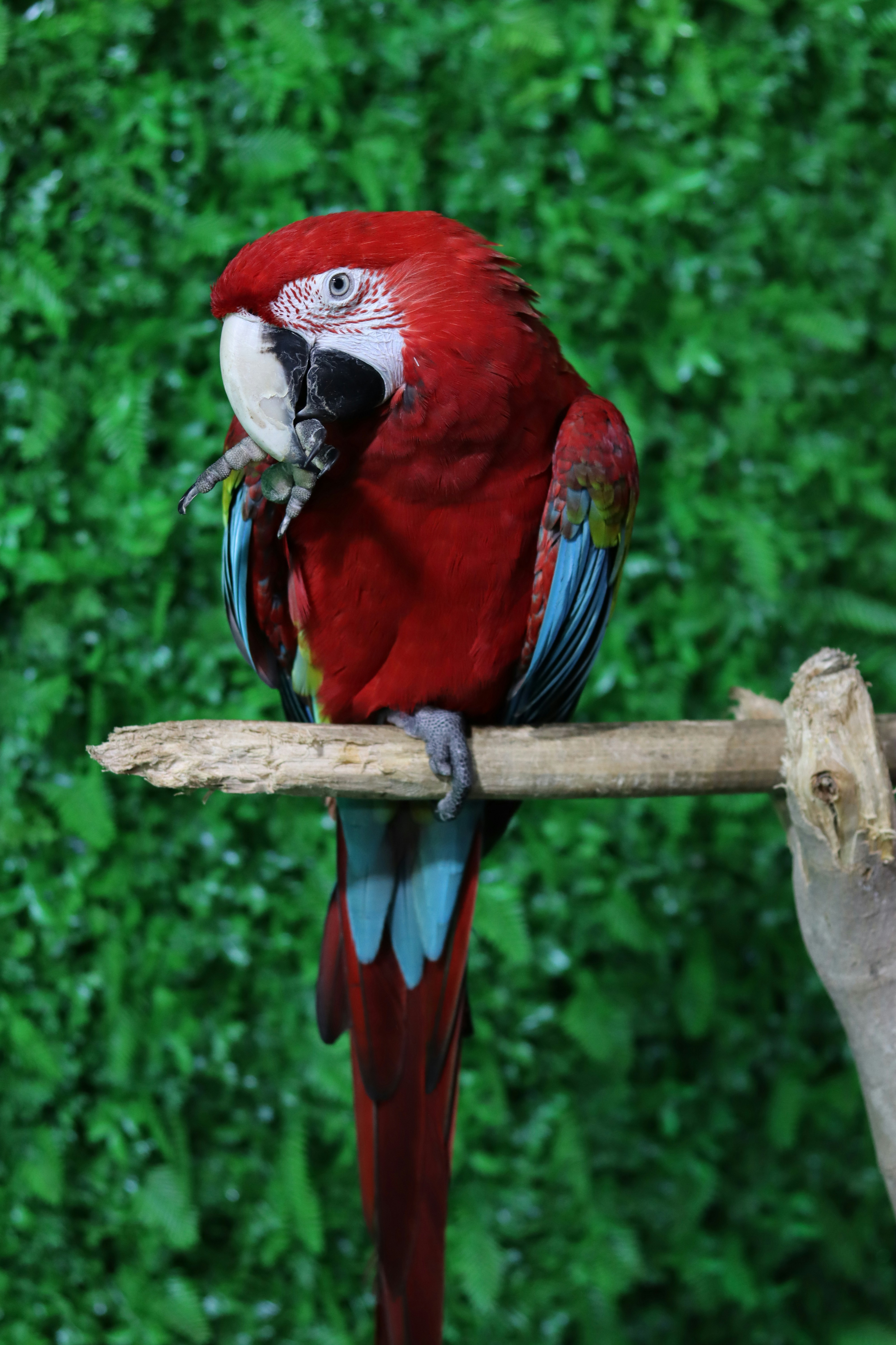 The Vibrant Feast of the Scarlet Macaw