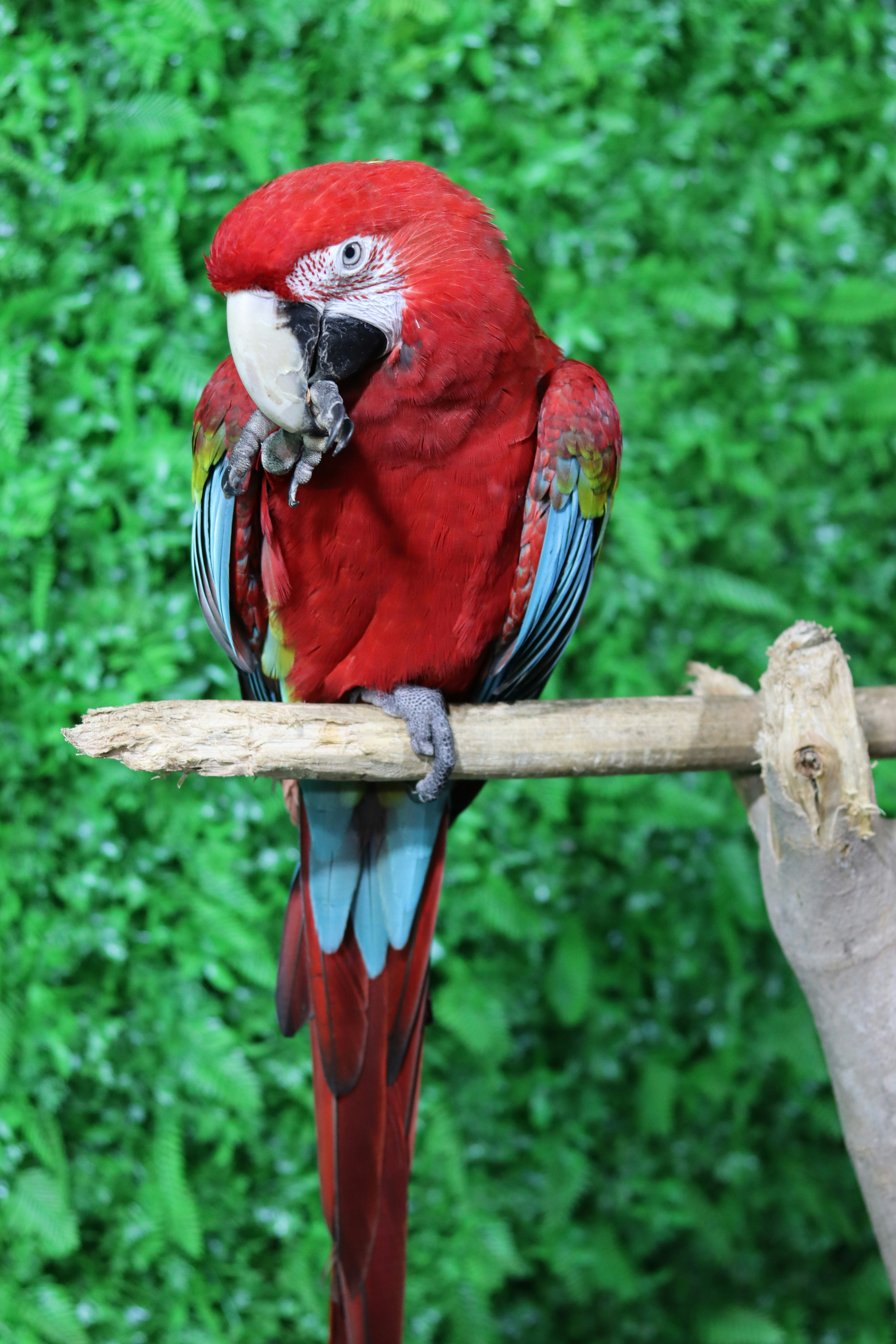 Crimson Crest on a Green Stage: Scarlet Macaw at Rest