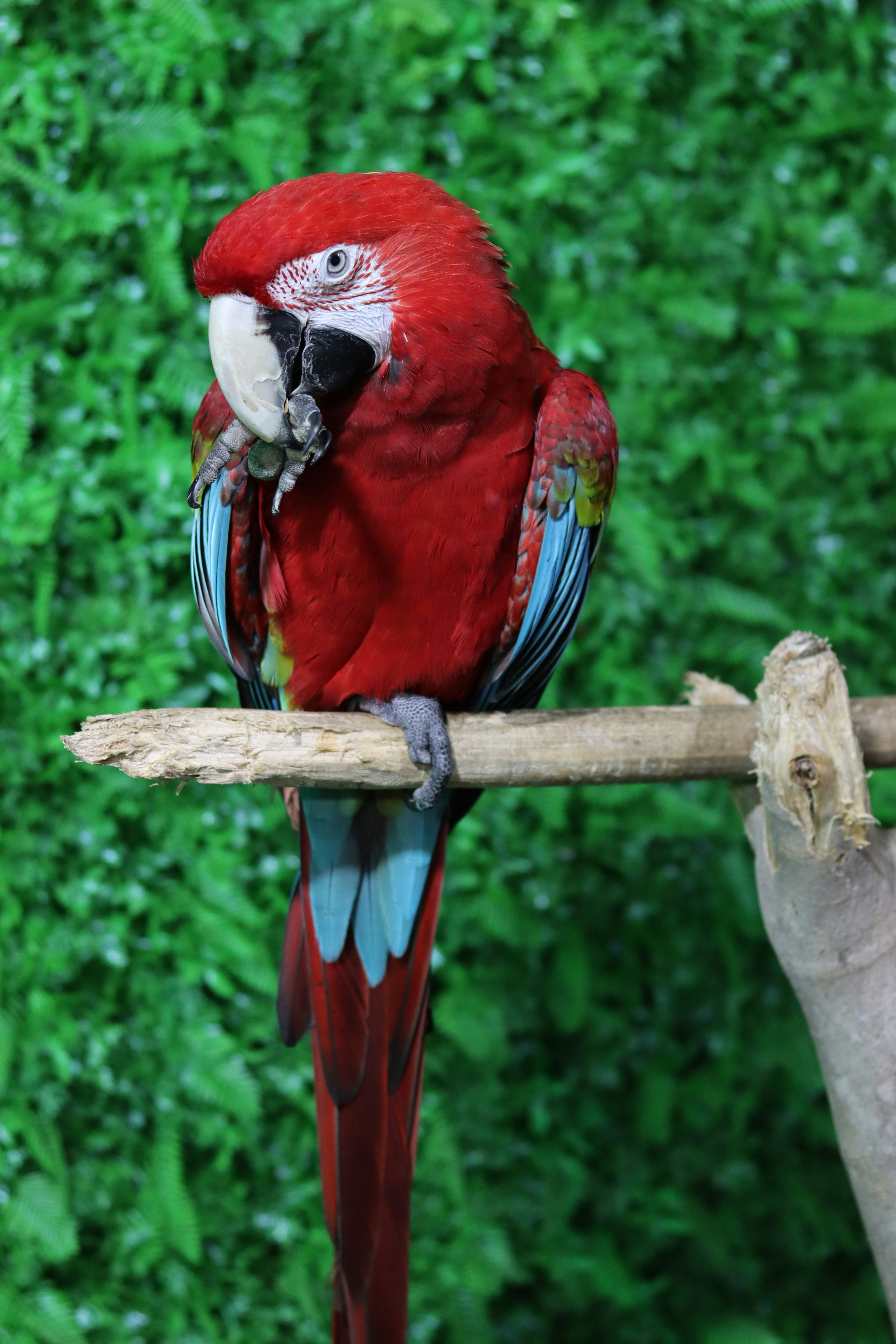 Crimson Macaw on a Weathered Branch: Emerald Backdrop, A Portrait of Color and Character