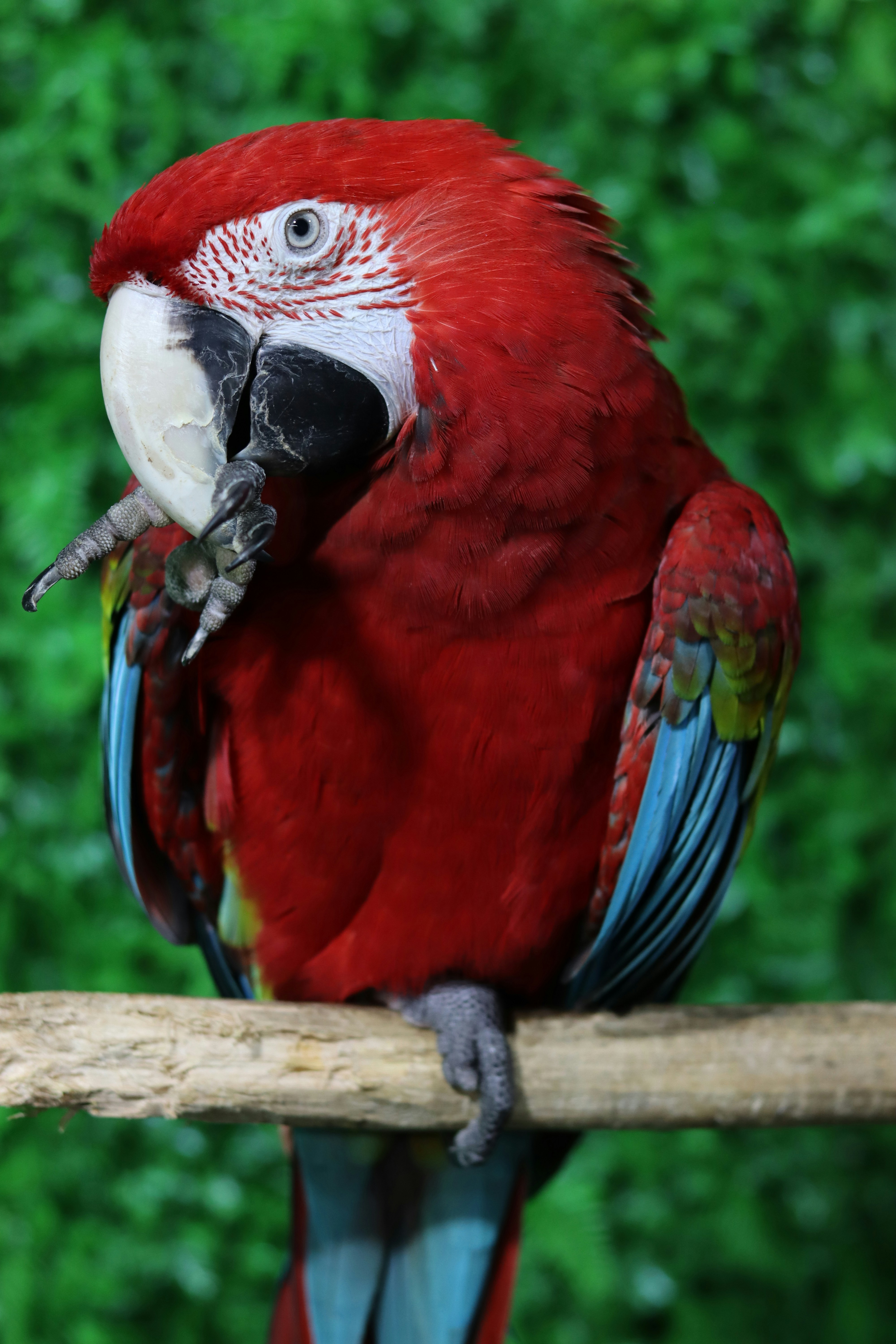 A beautiful macaw perches on a branch.