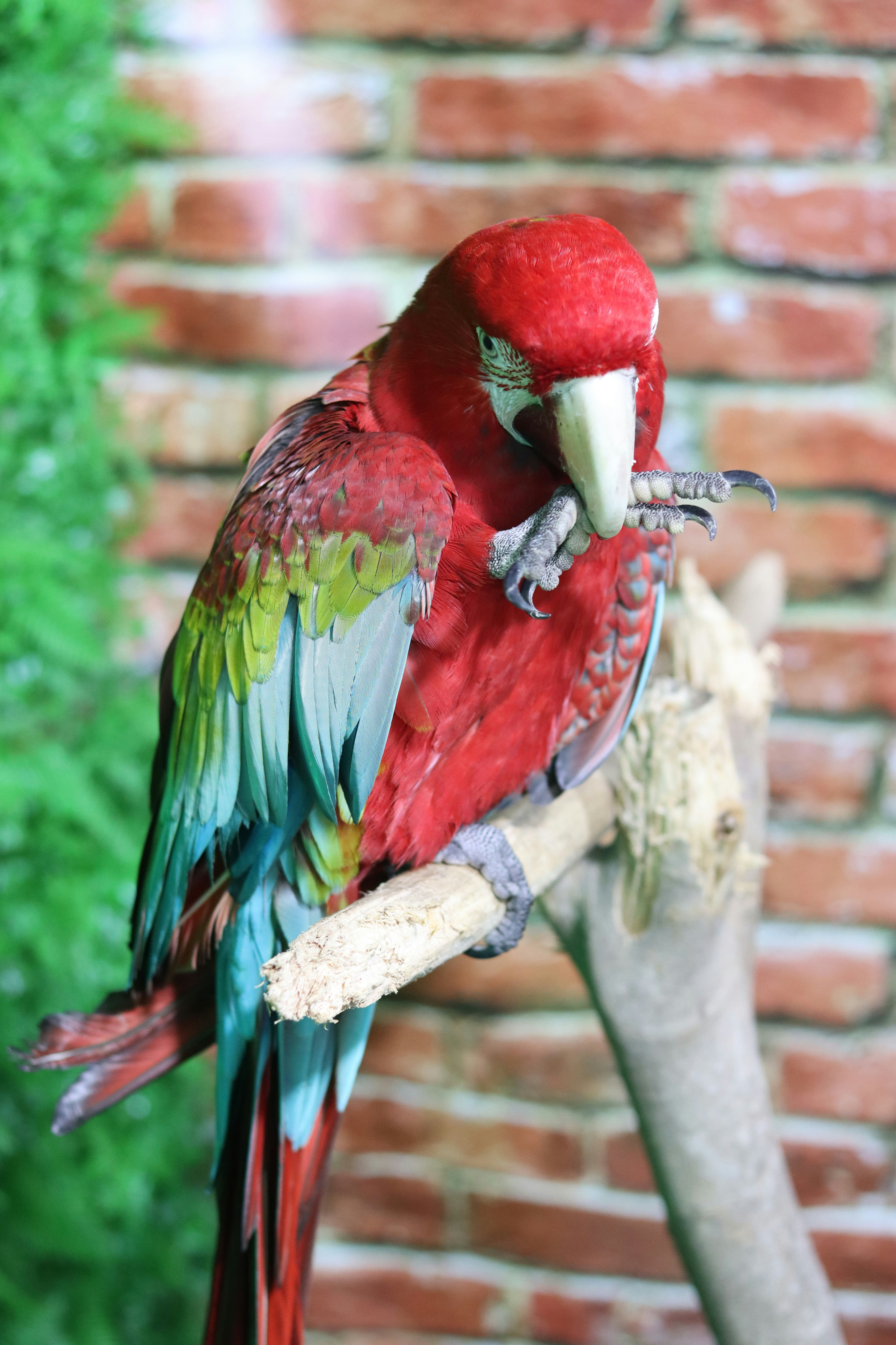A colorful macaw perched on a branch, holding a piece of food with its beak against a rustic brick background.