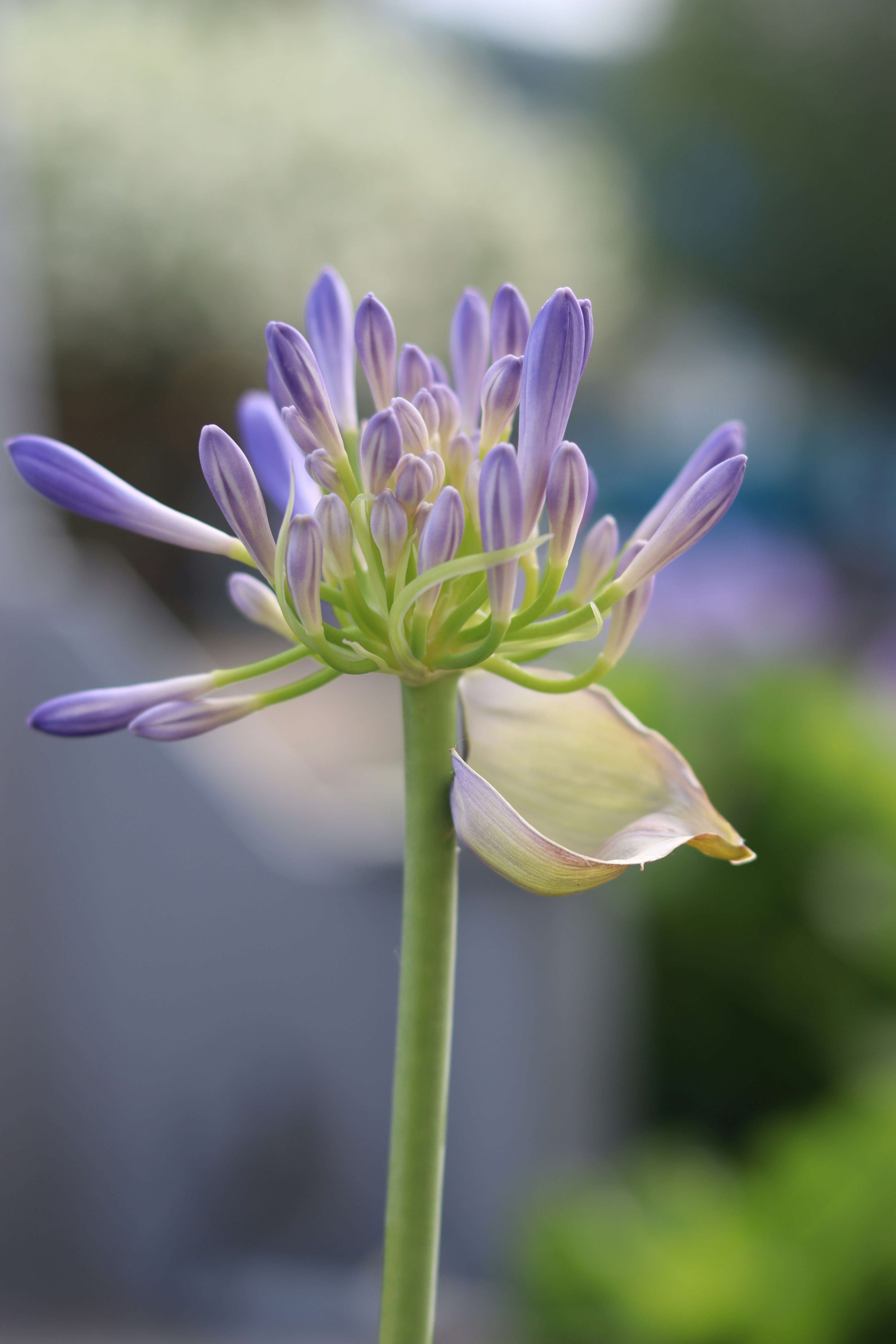 Close-up of an agapanthus flower bud, showcasing delicate purple petals ready to unfurl against a softly blurred background.