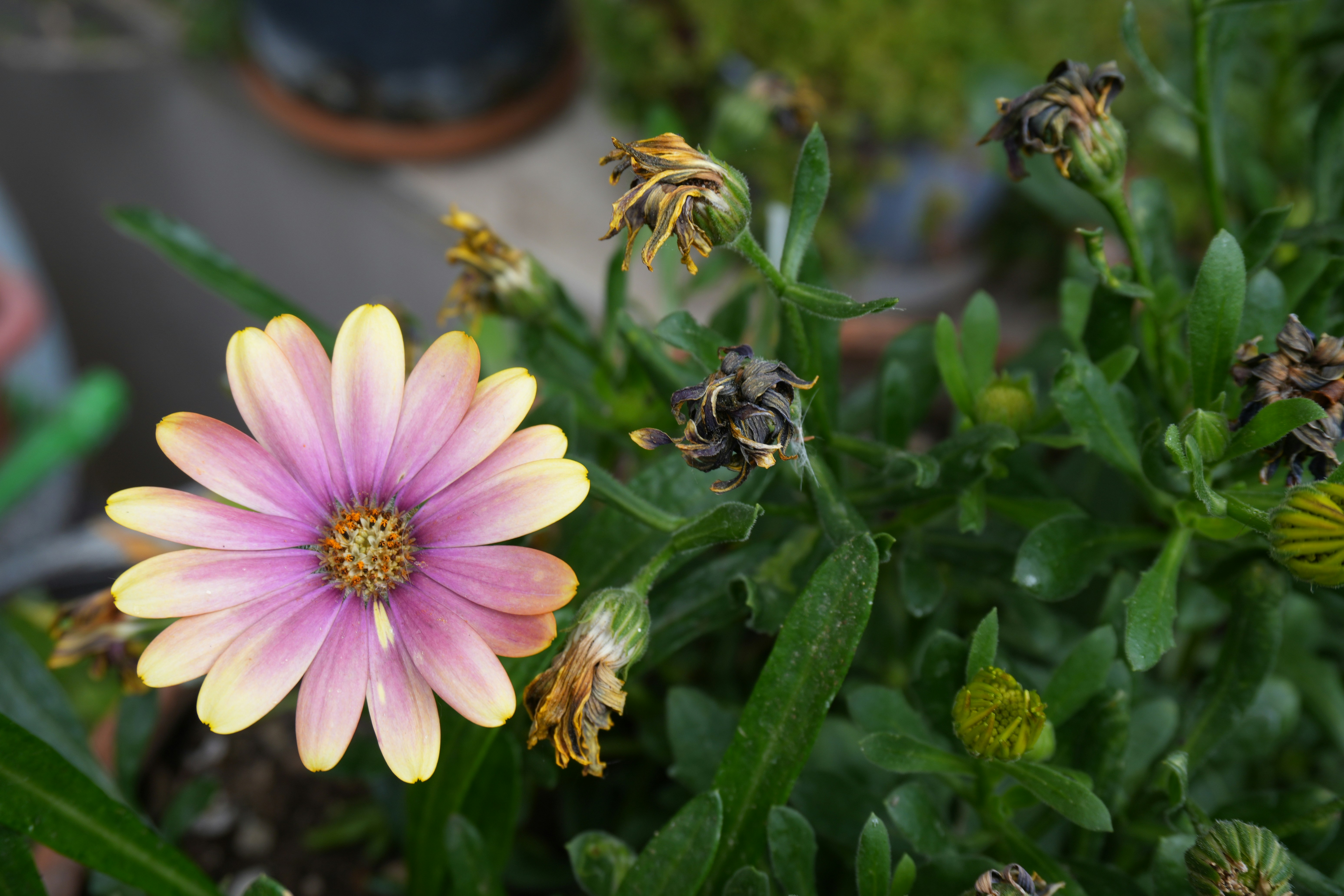 Whispers of Spring: A Floral Symphony