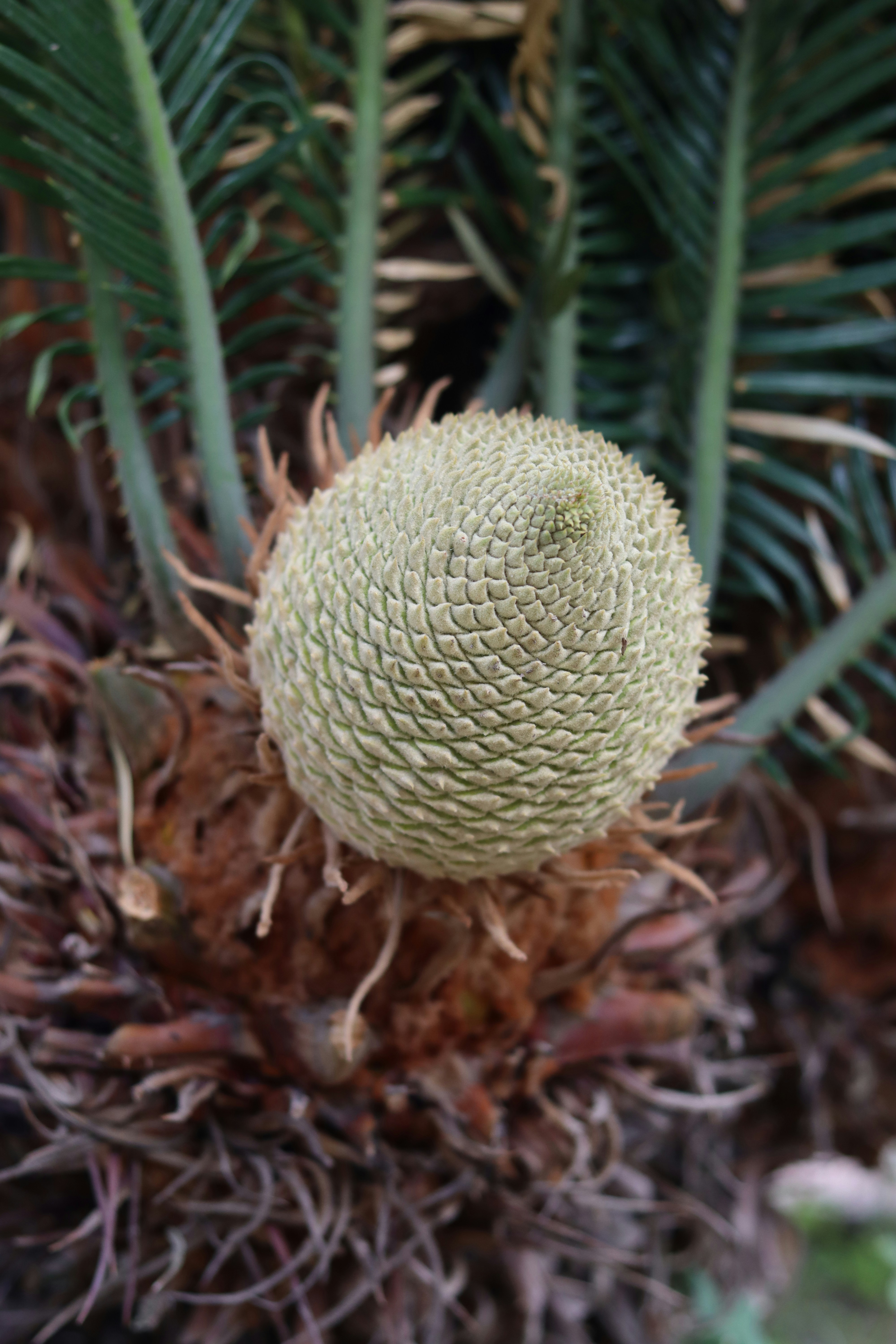 A close-up shot of a cycad flower.