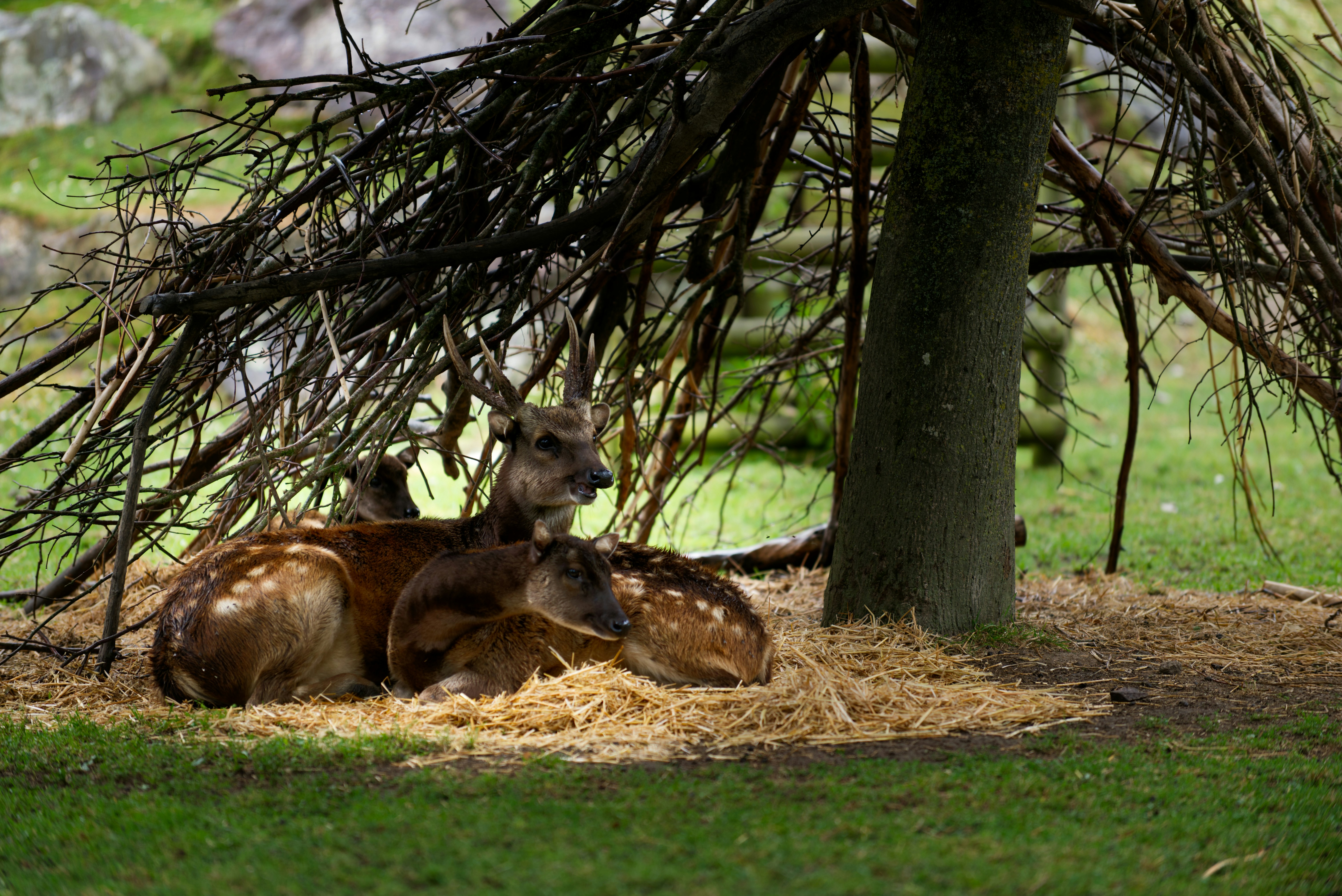 Serene Refuge: A Gathering Beneath Nature's Canopy