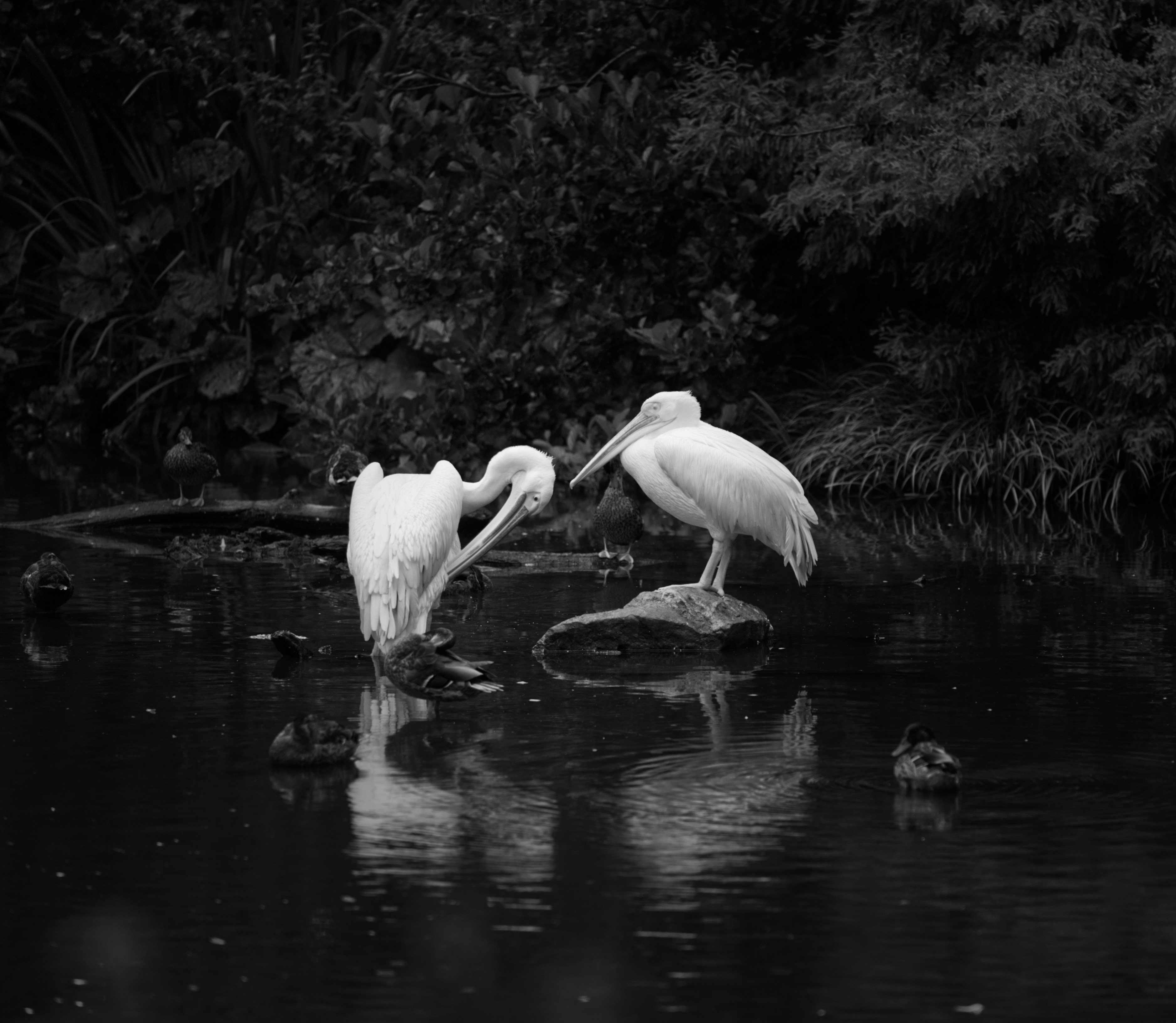 Harmony in Monochrome: A Serene Encounter