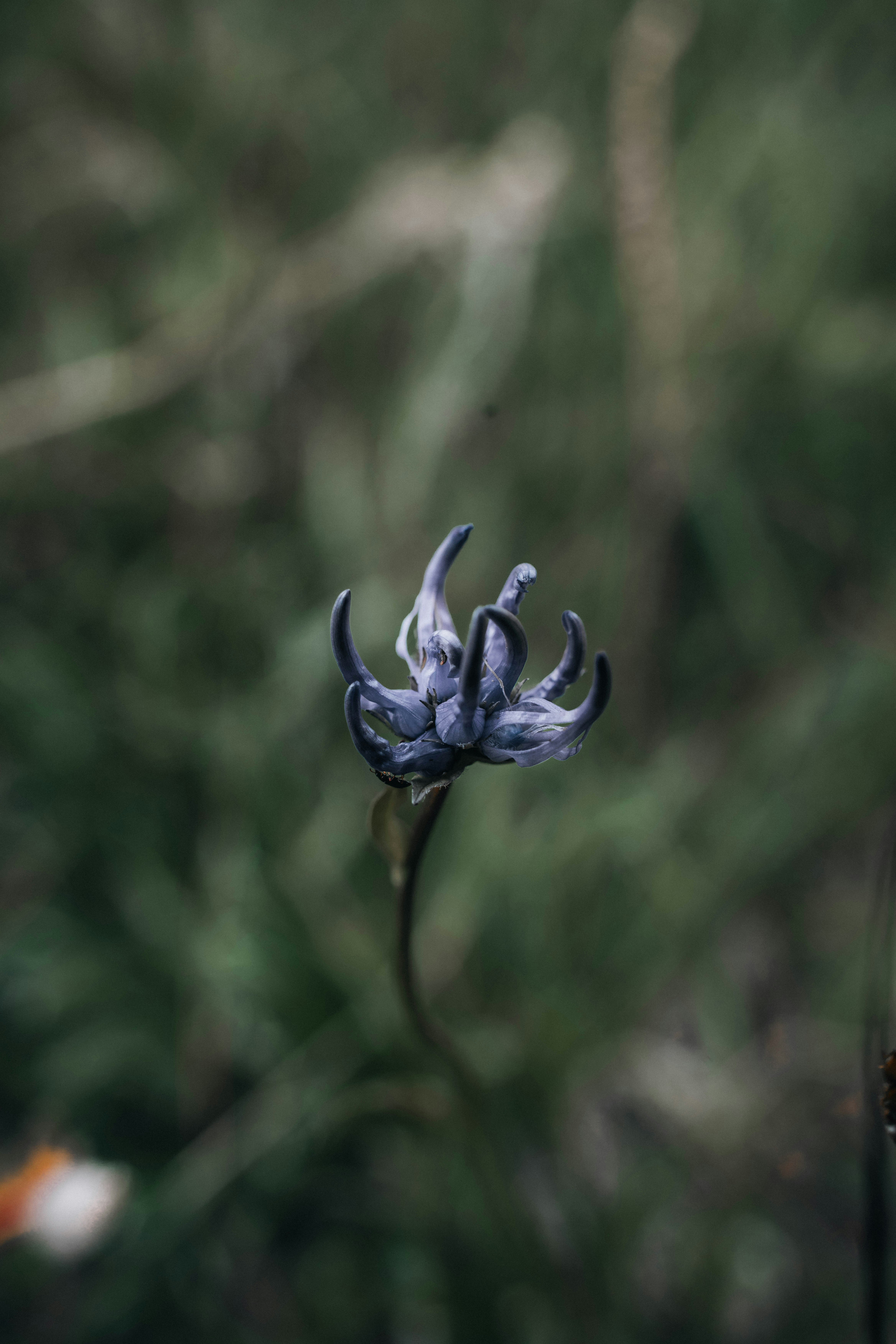Twisted Elegance: The Enigmatic Bloom