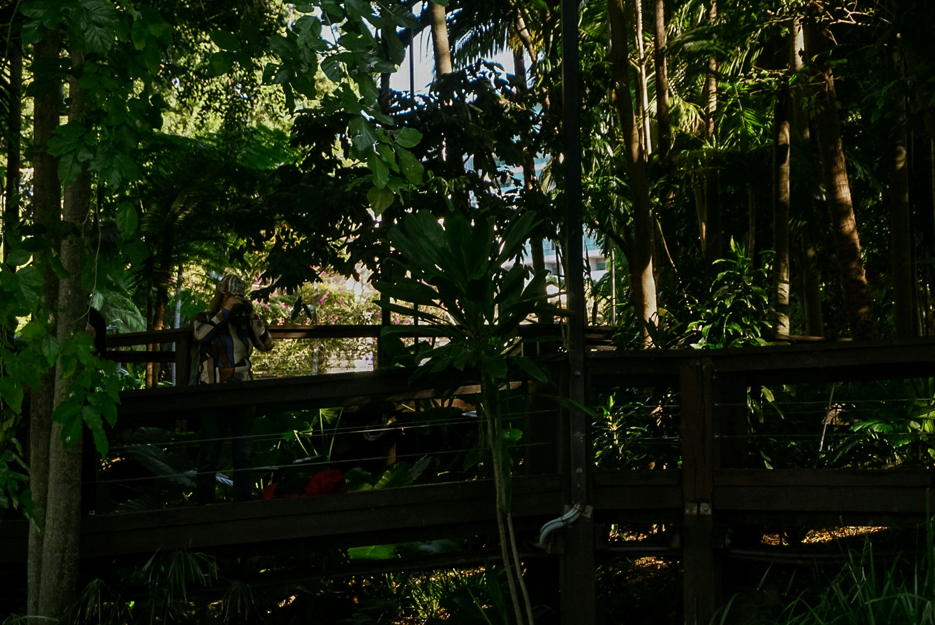 Someone walks on a wooden walkway in the jungle.