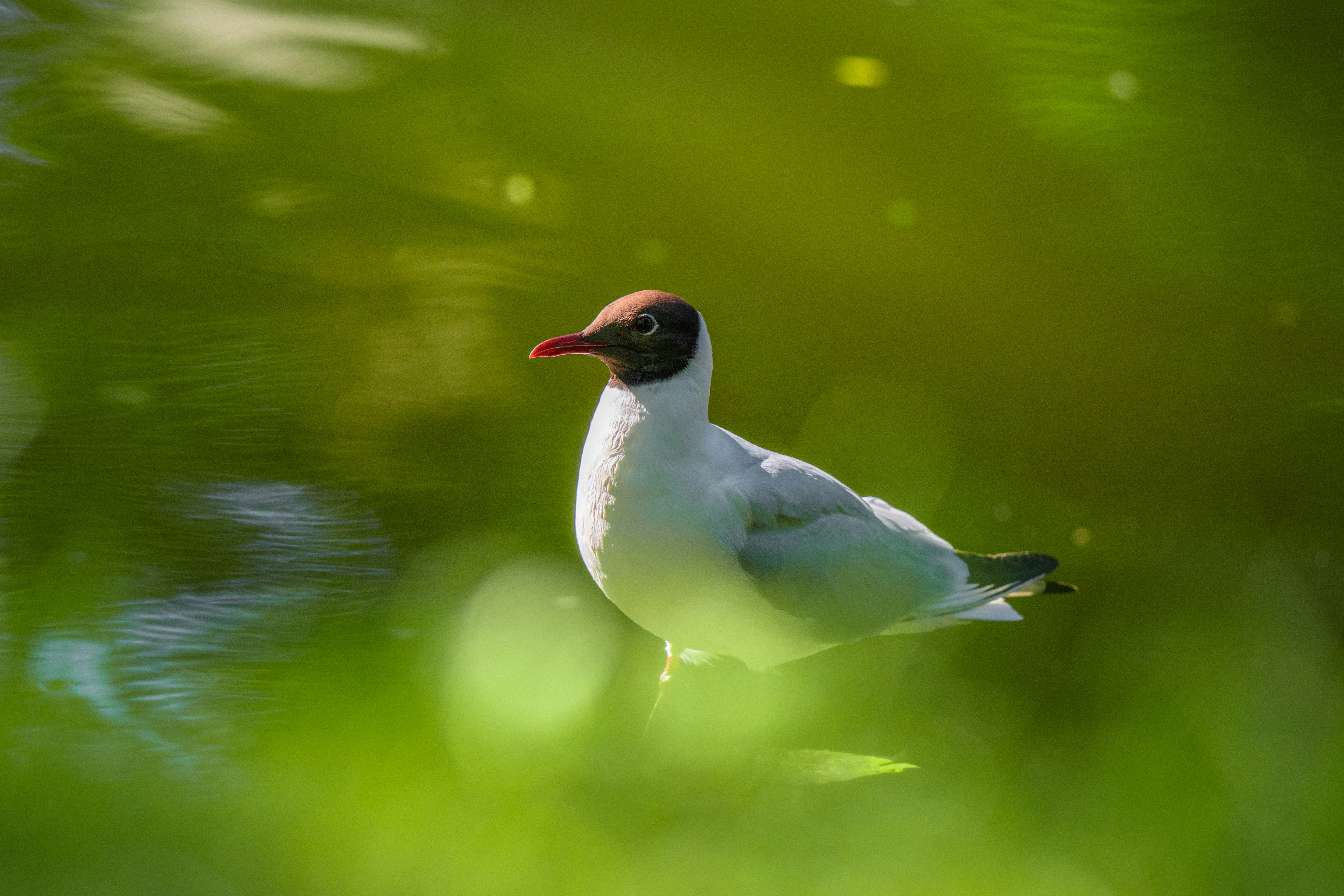A seagull with brown head stands in greenery.