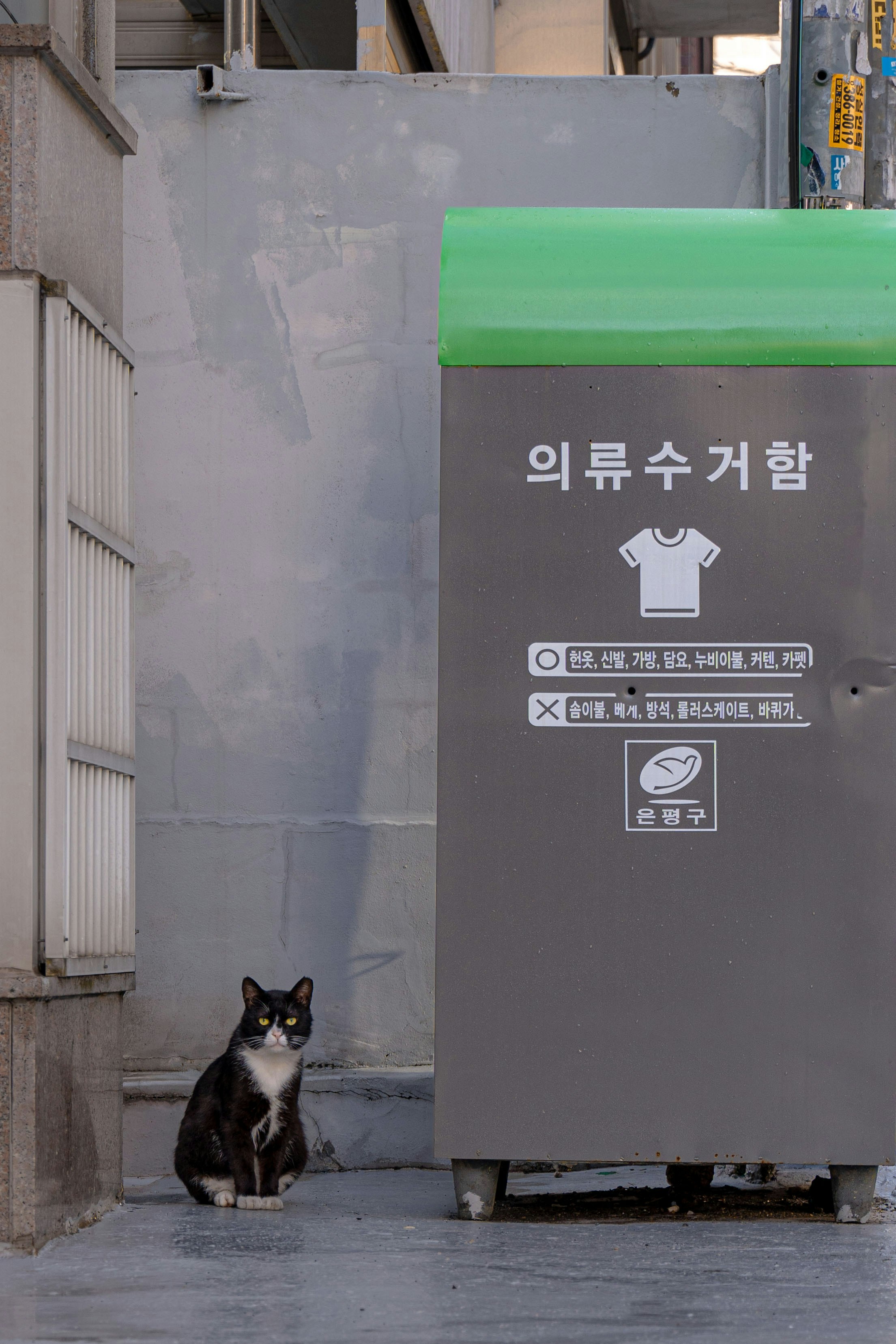 Urban Guardian: The Cat by the Donation Box