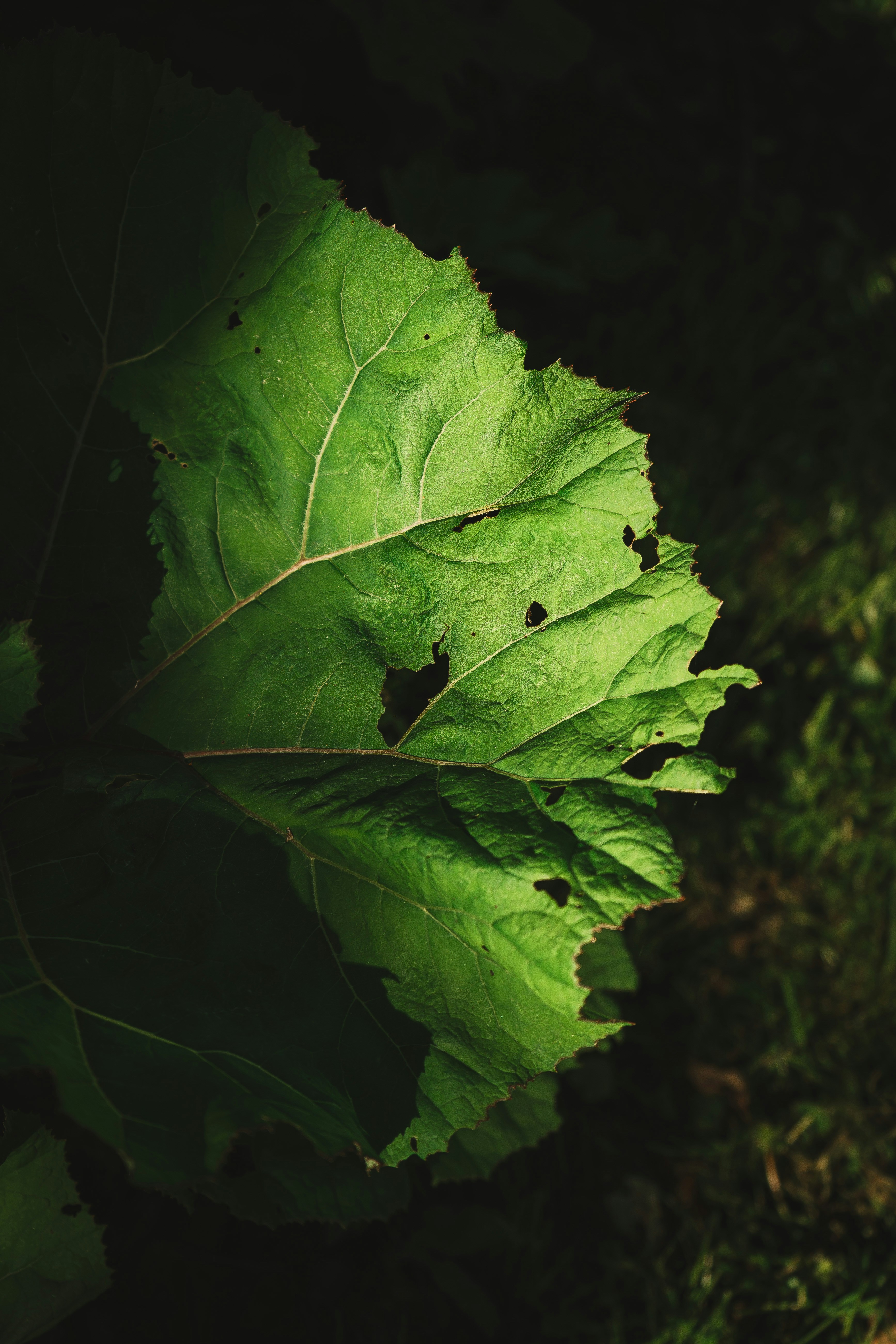 A large, green leaf illuminated by sunlight.