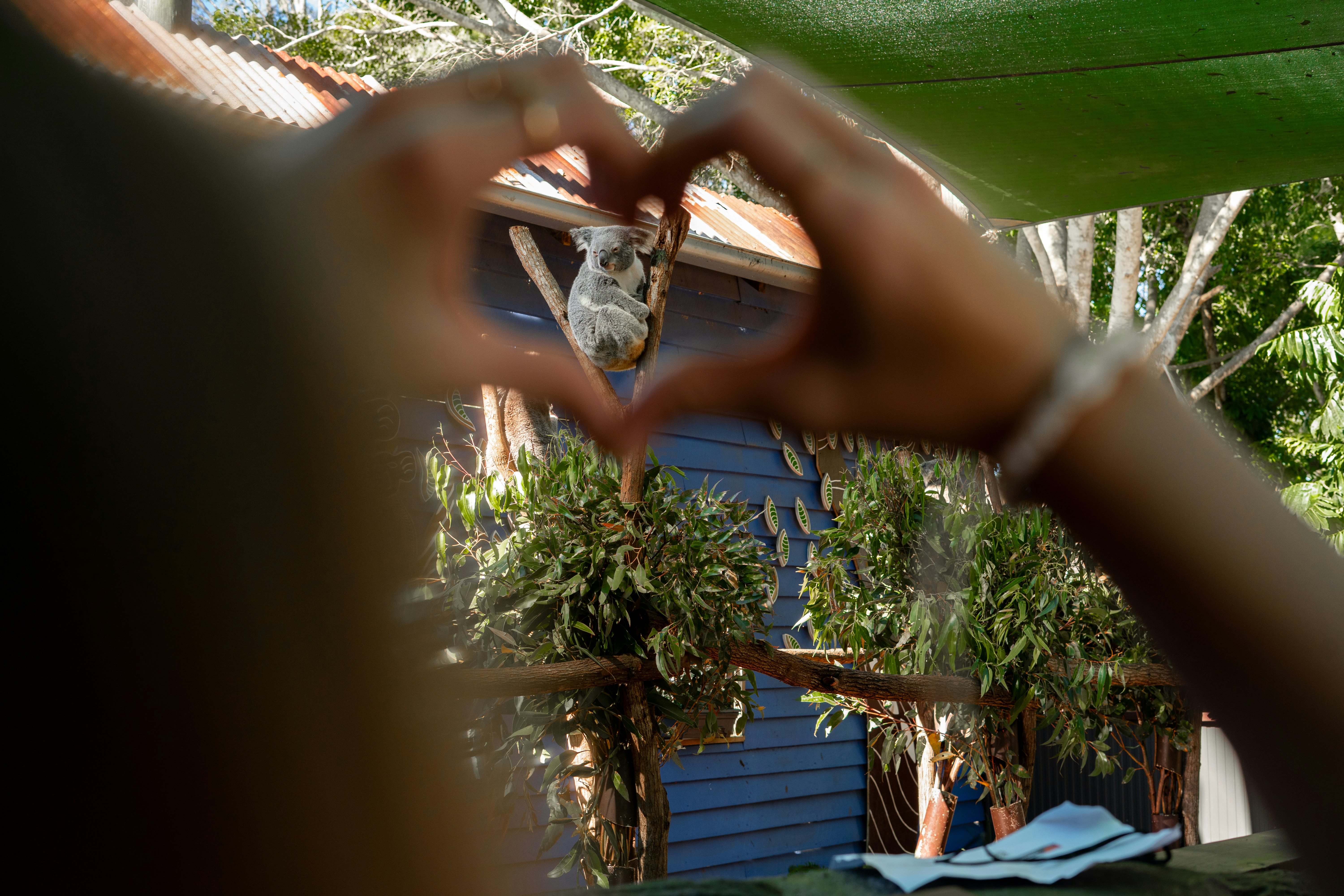 Nature's Embrace: A Heartfelt Connection