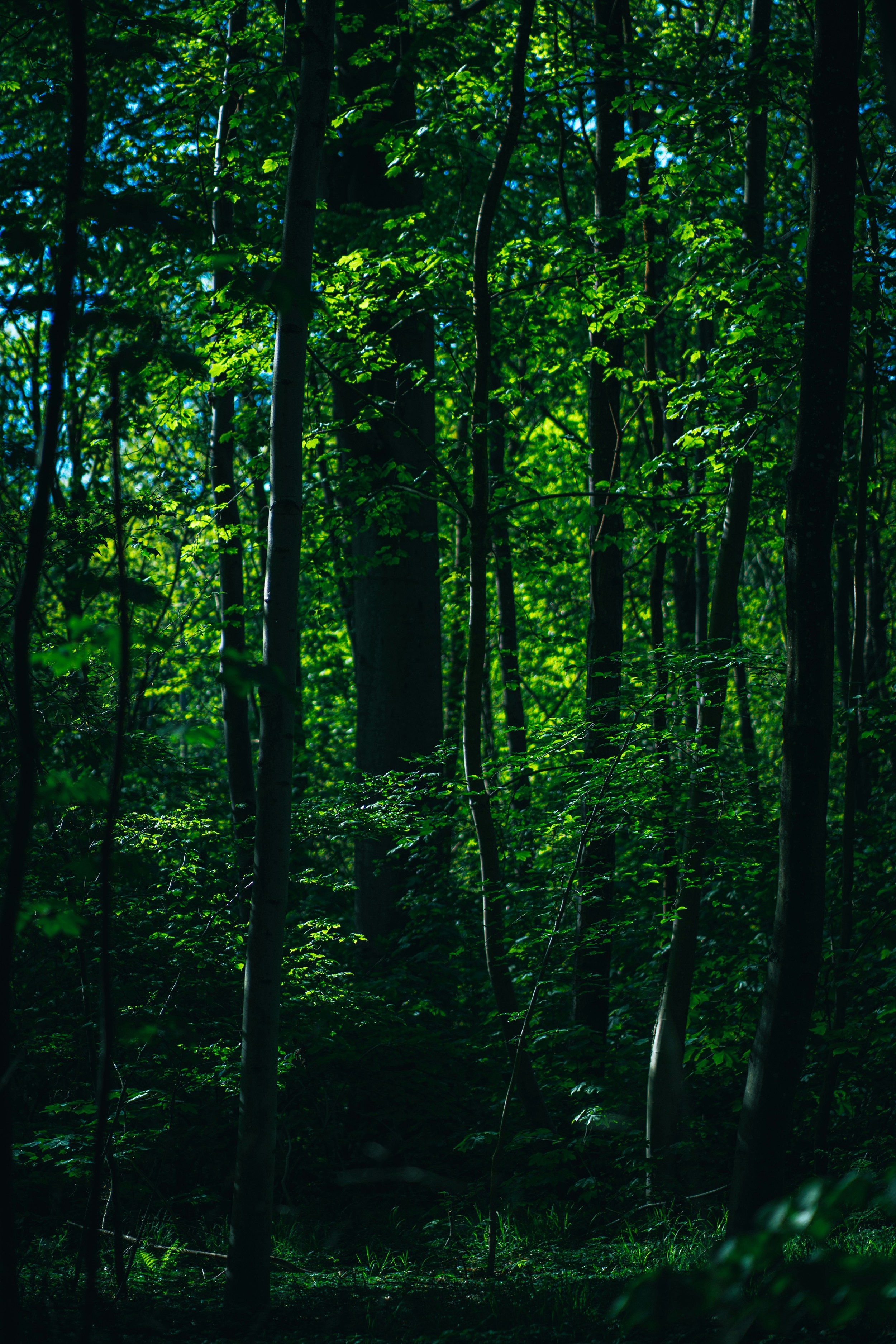 Sunlight filtering through dense foliage in a tranquil forest, highlighting the vibrant greens of leaves and the textured trunks of trees.