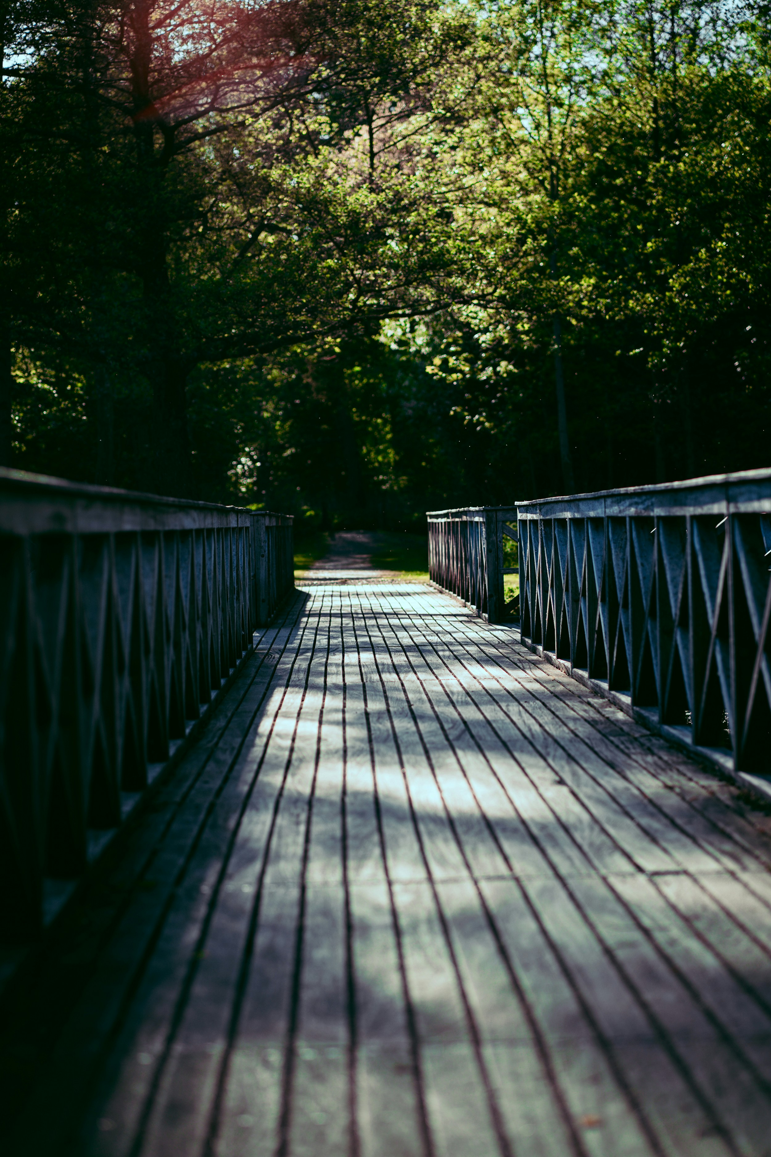 Wooden bridge leading into a beautiful, leafy forest.