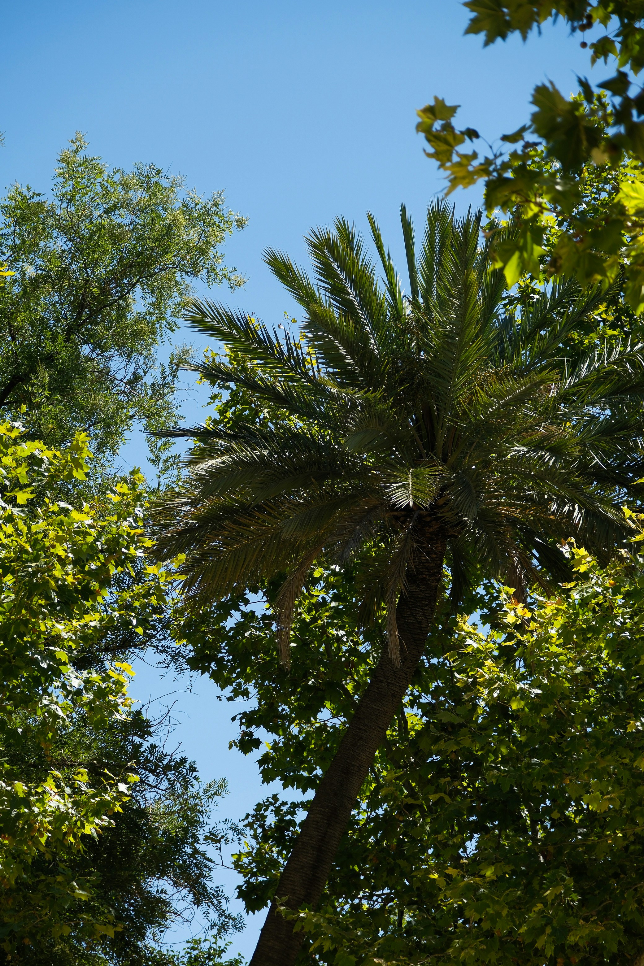 Emerald Canopy: A Palm's Embrace