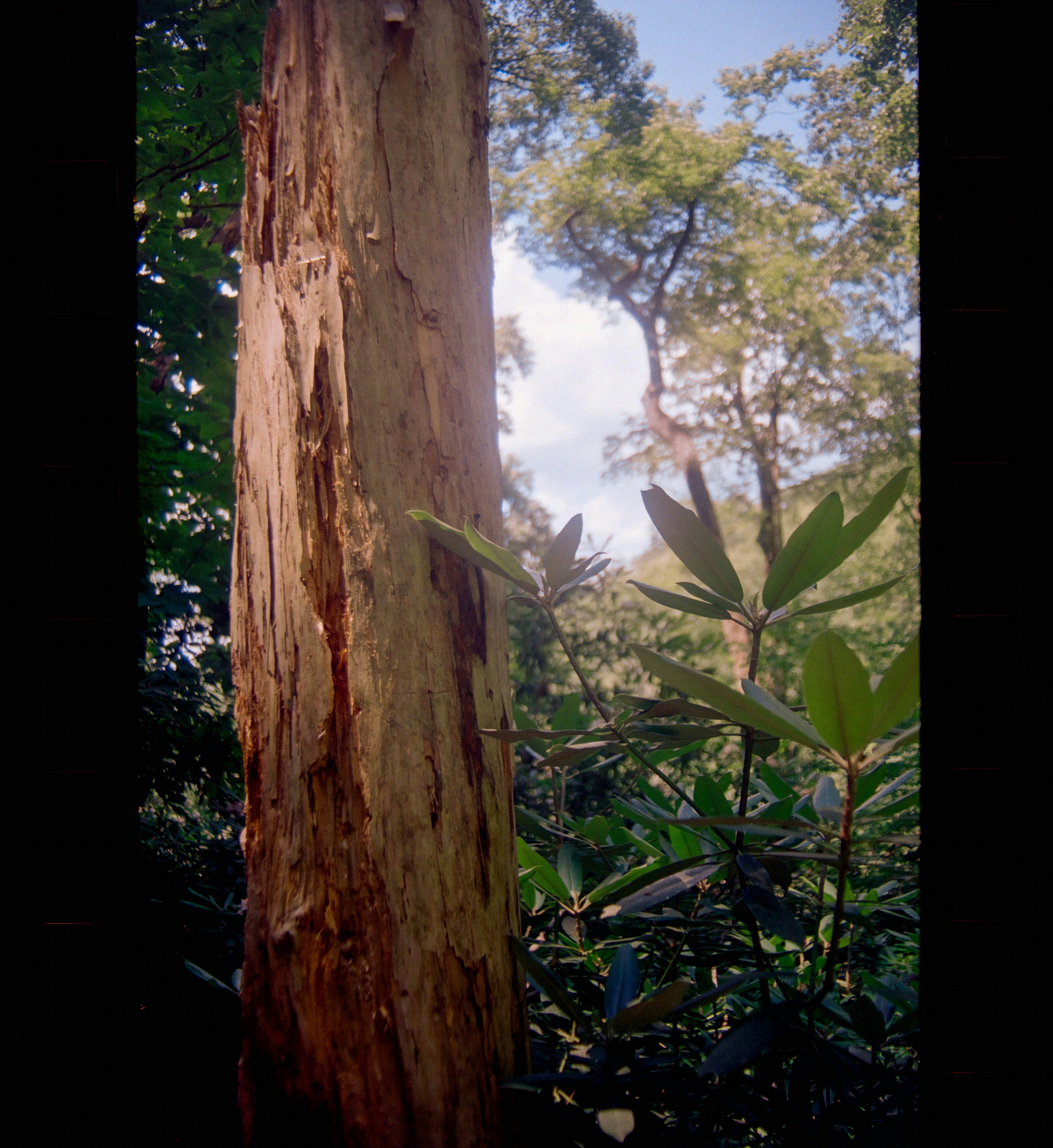 Nature's Weathered Sentinel