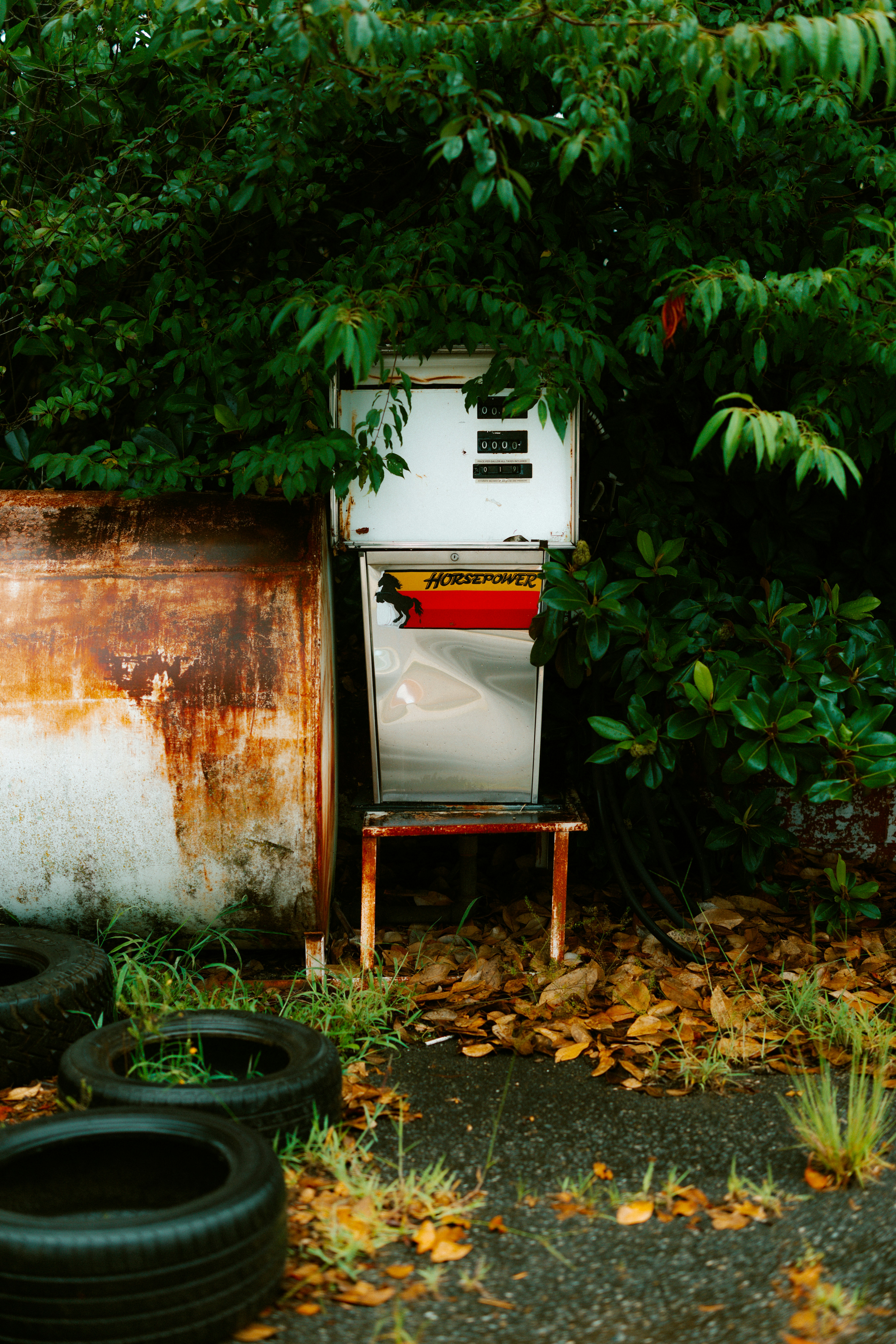 Ivy-Guarded Relic: A rusted gas pump emerges from the greenery
