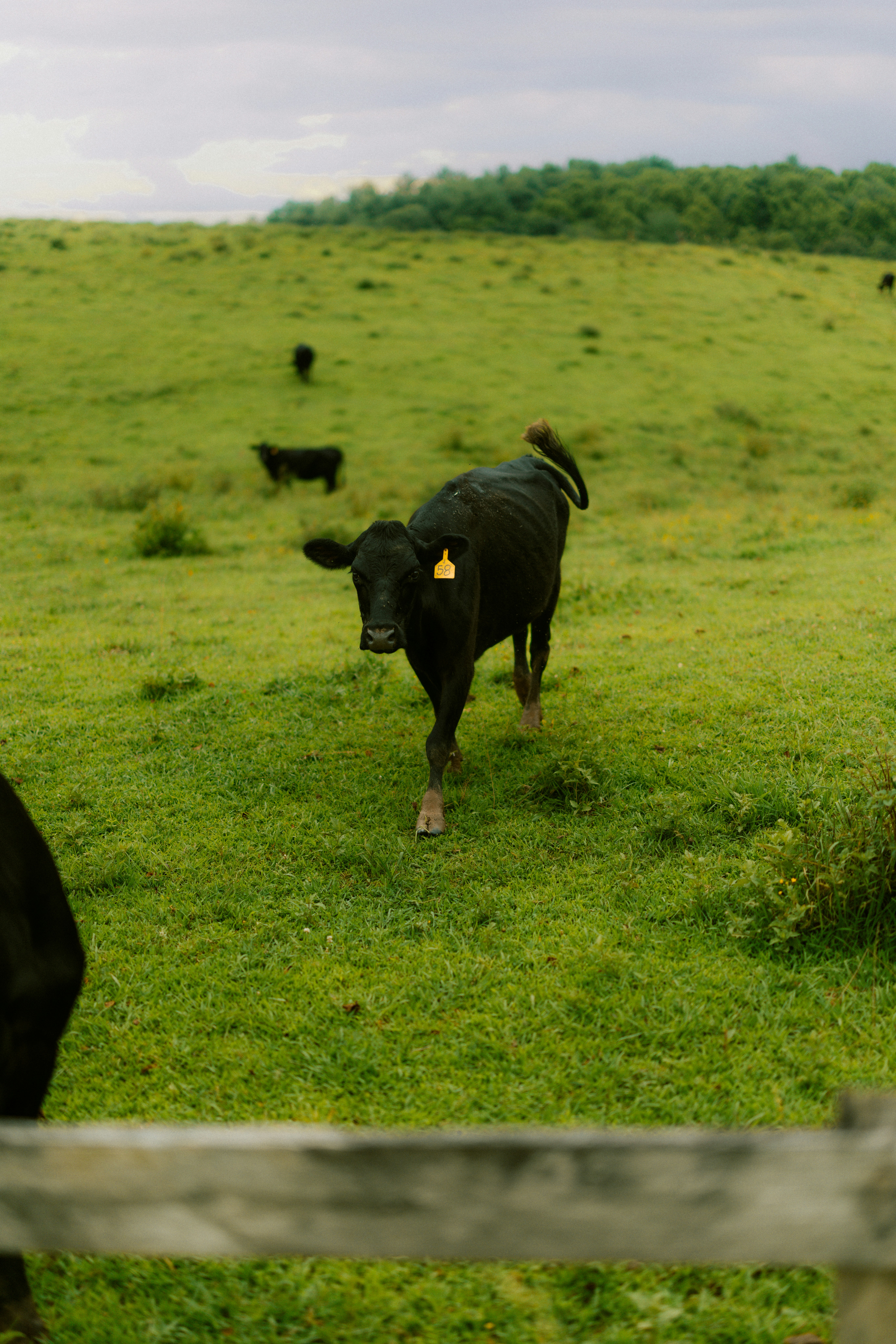 Gentle Grazers: A Cow's Day Out