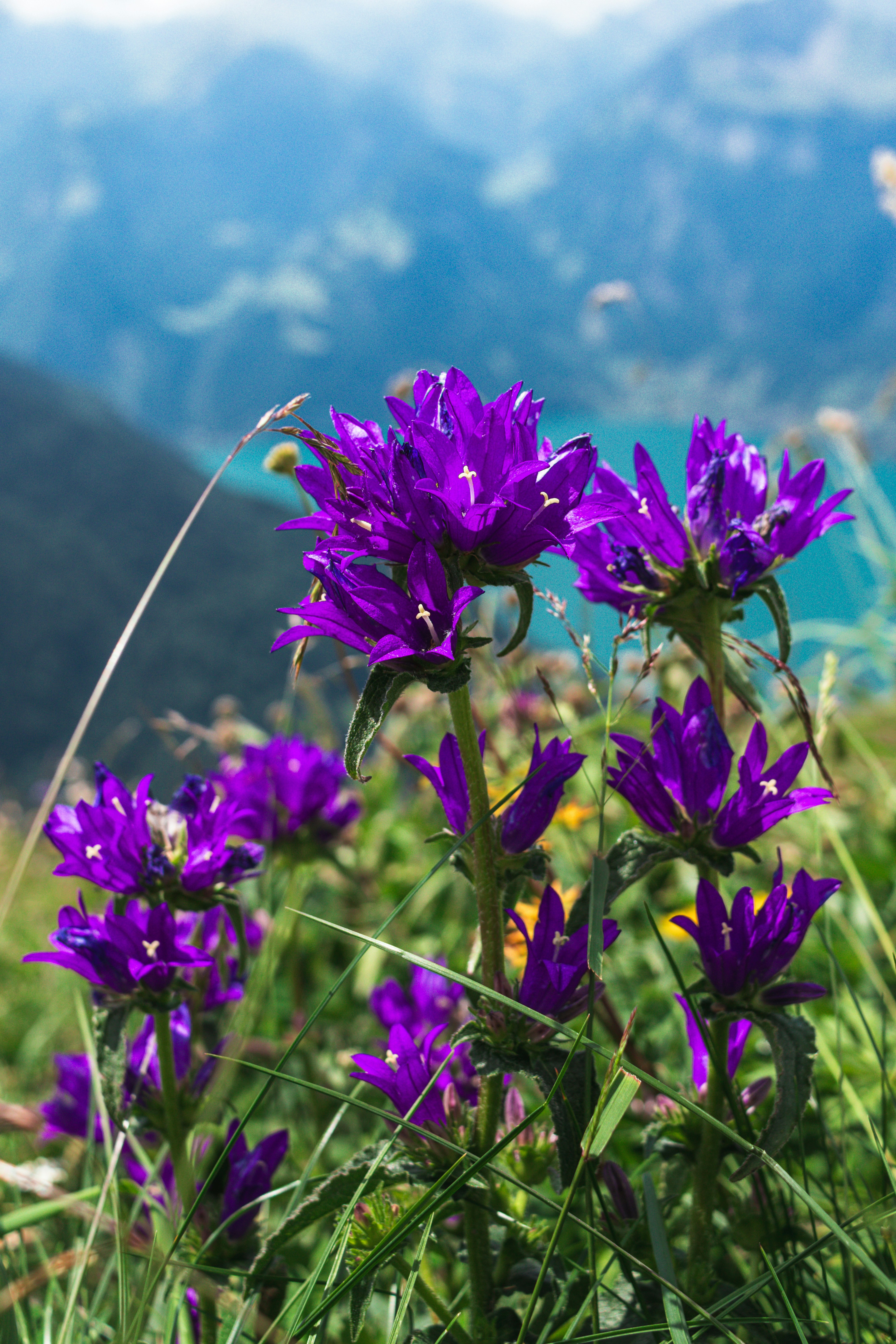 Vibrant purple flowers bloom amid lush green grass, set against a backdrop of distant mountains and a turquoise lake.