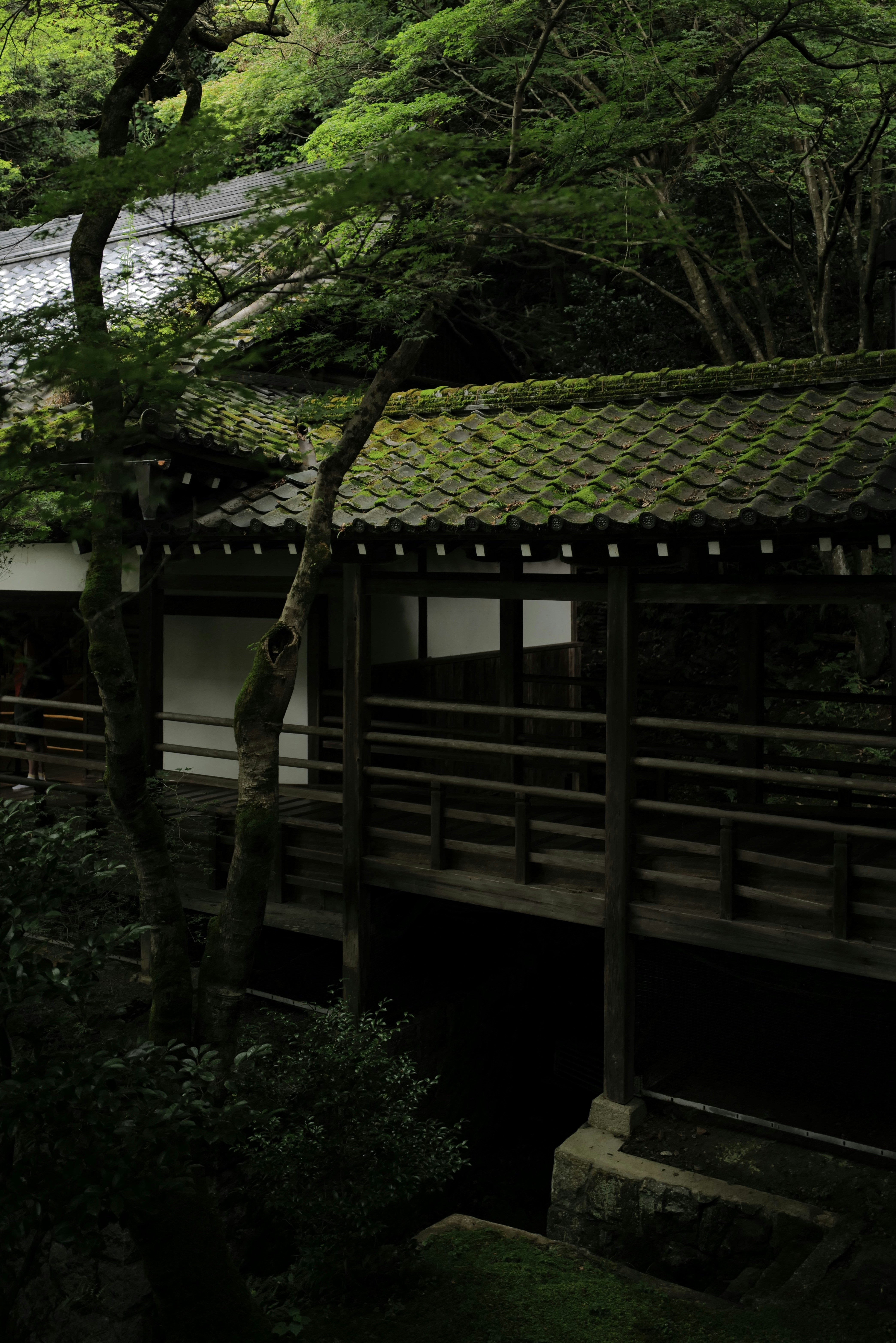 Whispers of Tranquility: A Moss-Covered Retreat