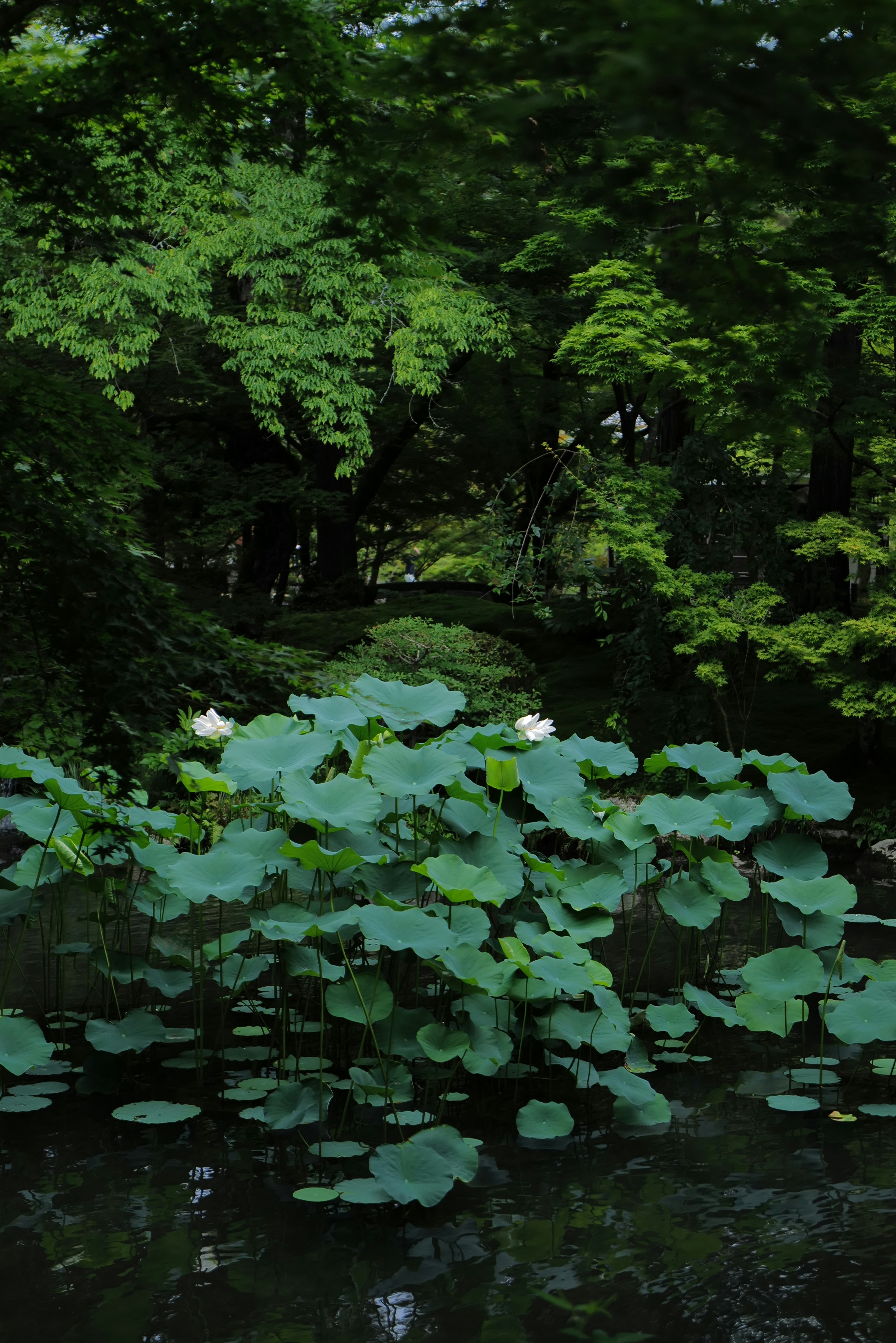 Serenity Amidst the Green Canopy