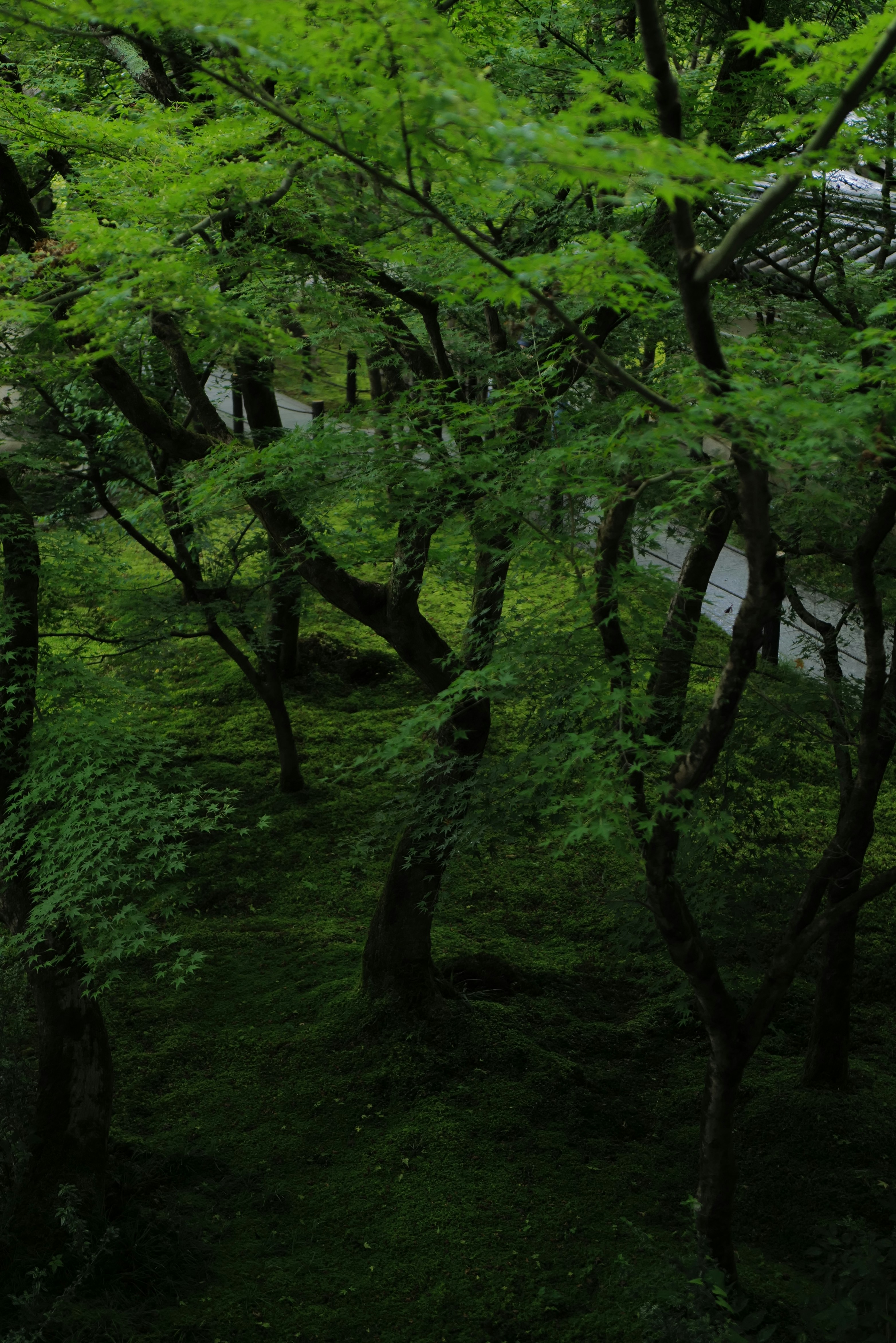 Whispers of the Verdant Canopy