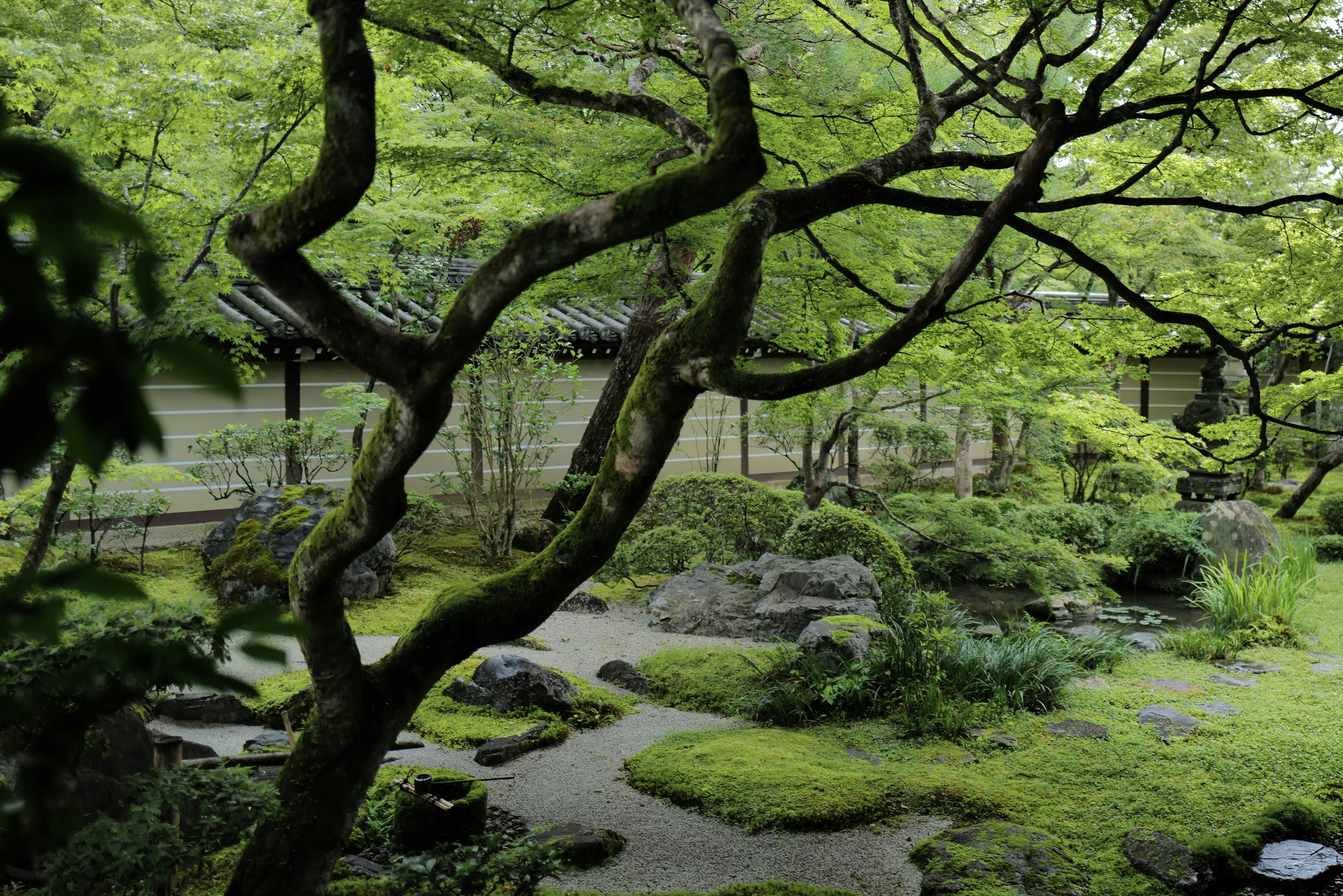 Japanese garden scene with trees and moss. photo – Free Image on Unsplash