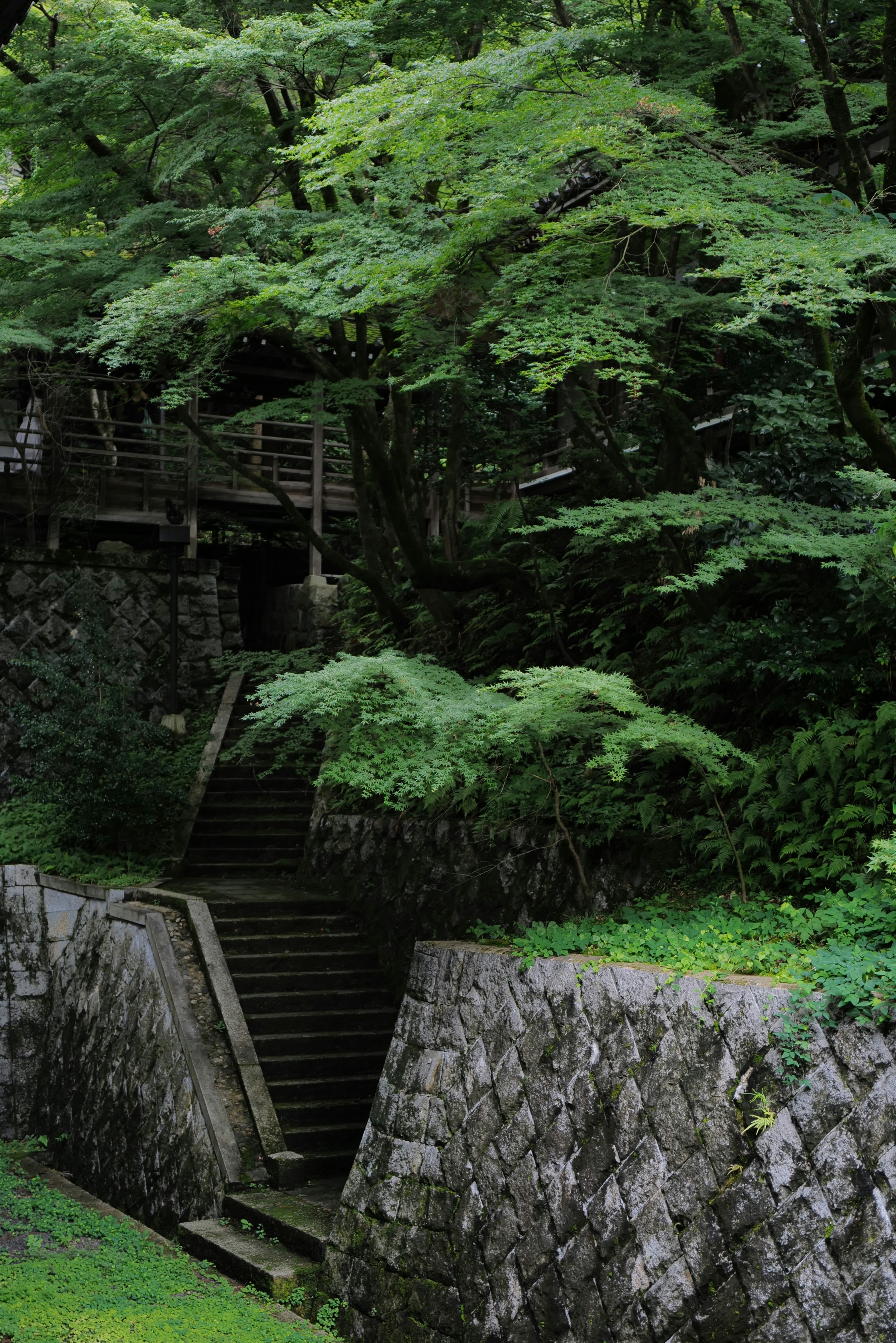 Whispers of Nature: A Serene Ascent