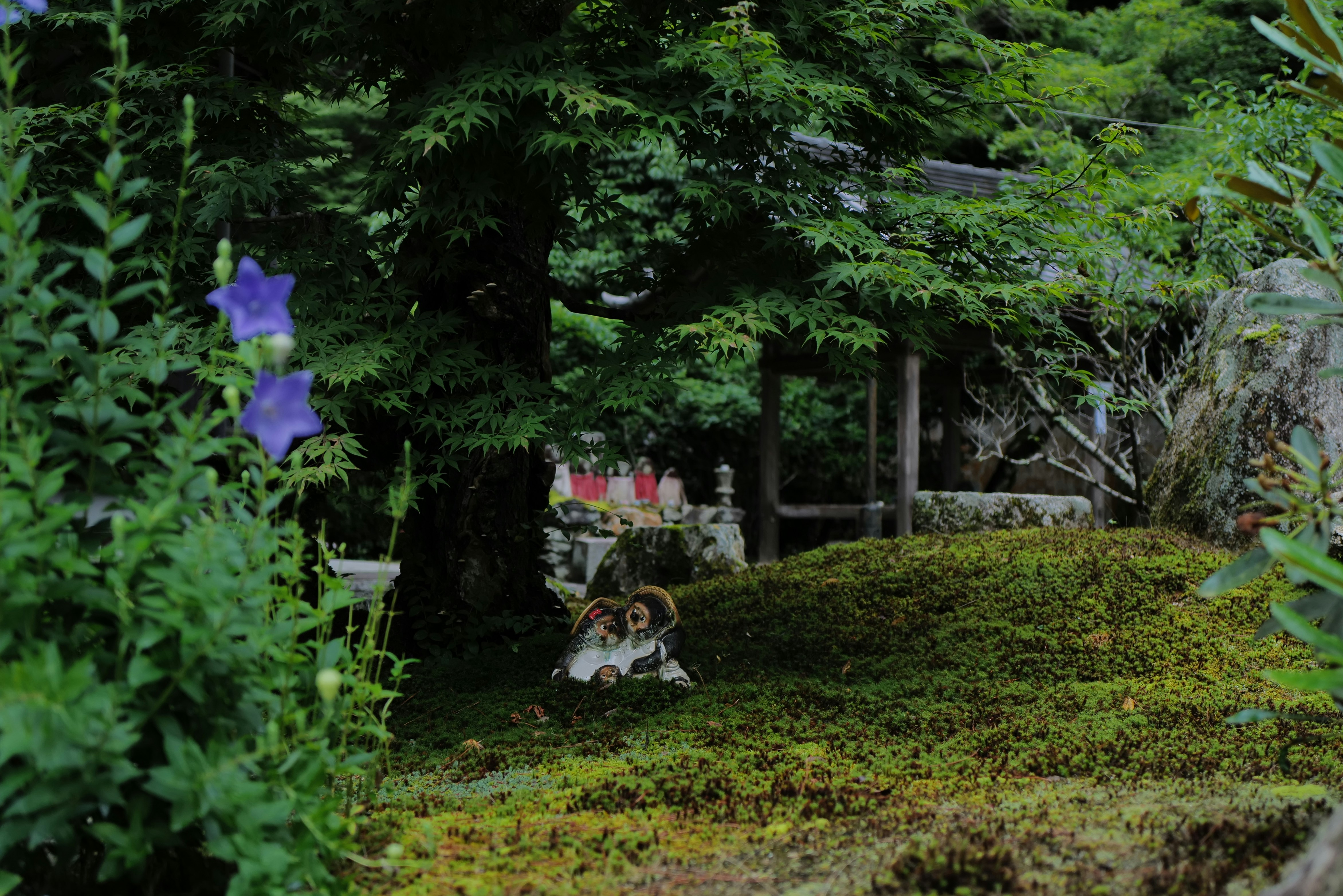 Whispers of Nature: A Serene Garden Retreat