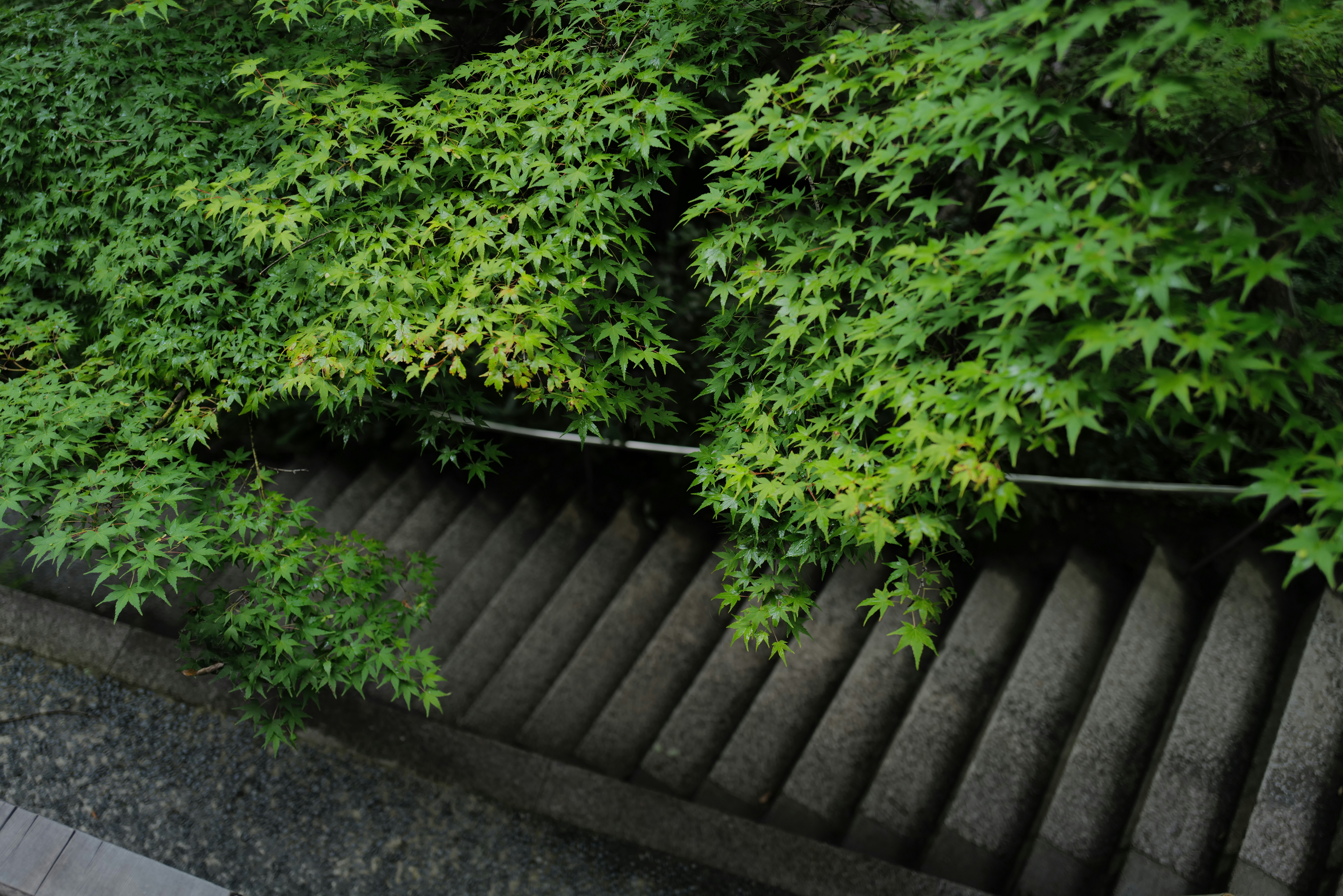 Whispers of Nature: A Serene Descent