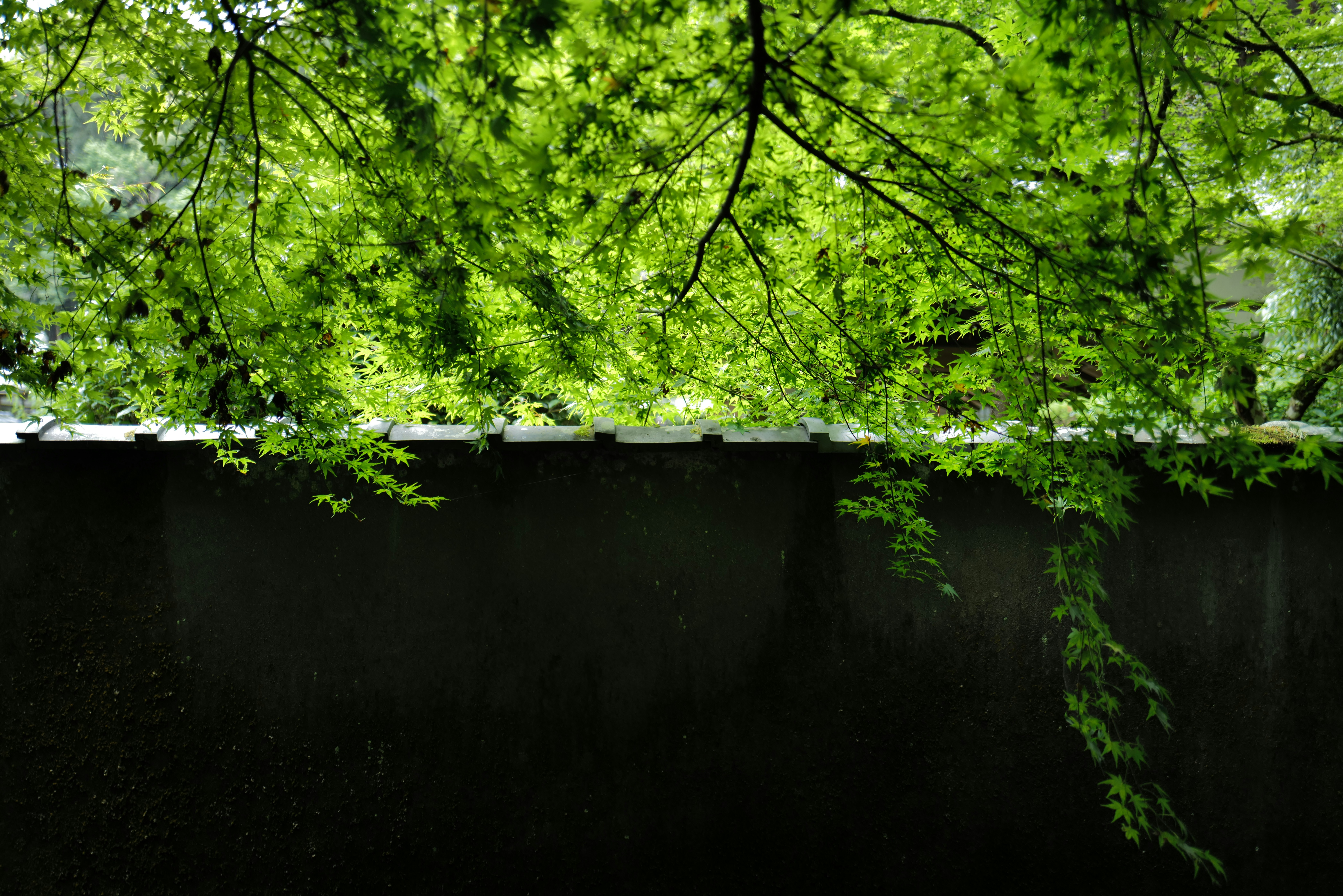 Whispers of Nature: A Green Canopy Over Stone