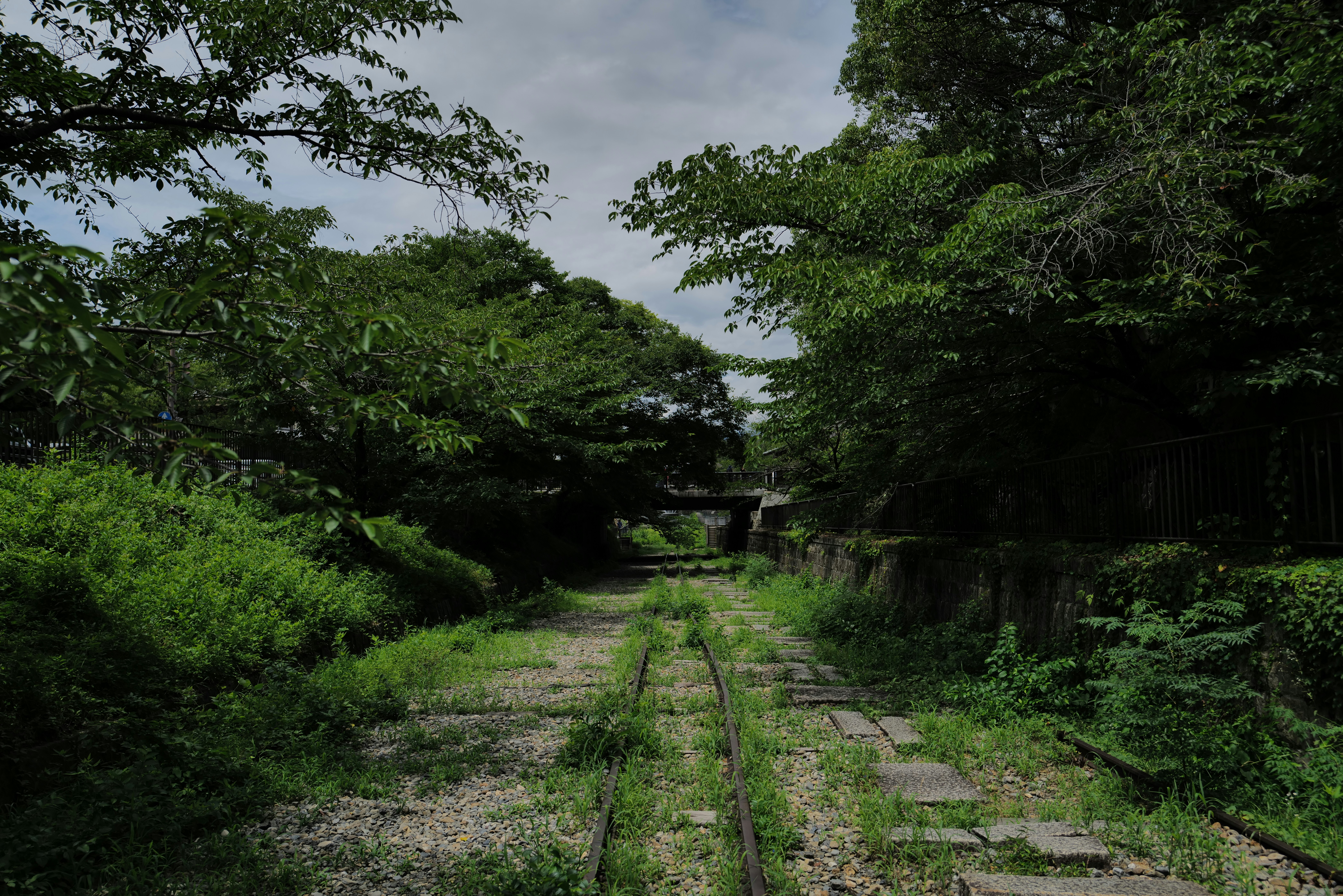 Whispers of Abandonment: Nature's Reclamation of Forgotten Tracks