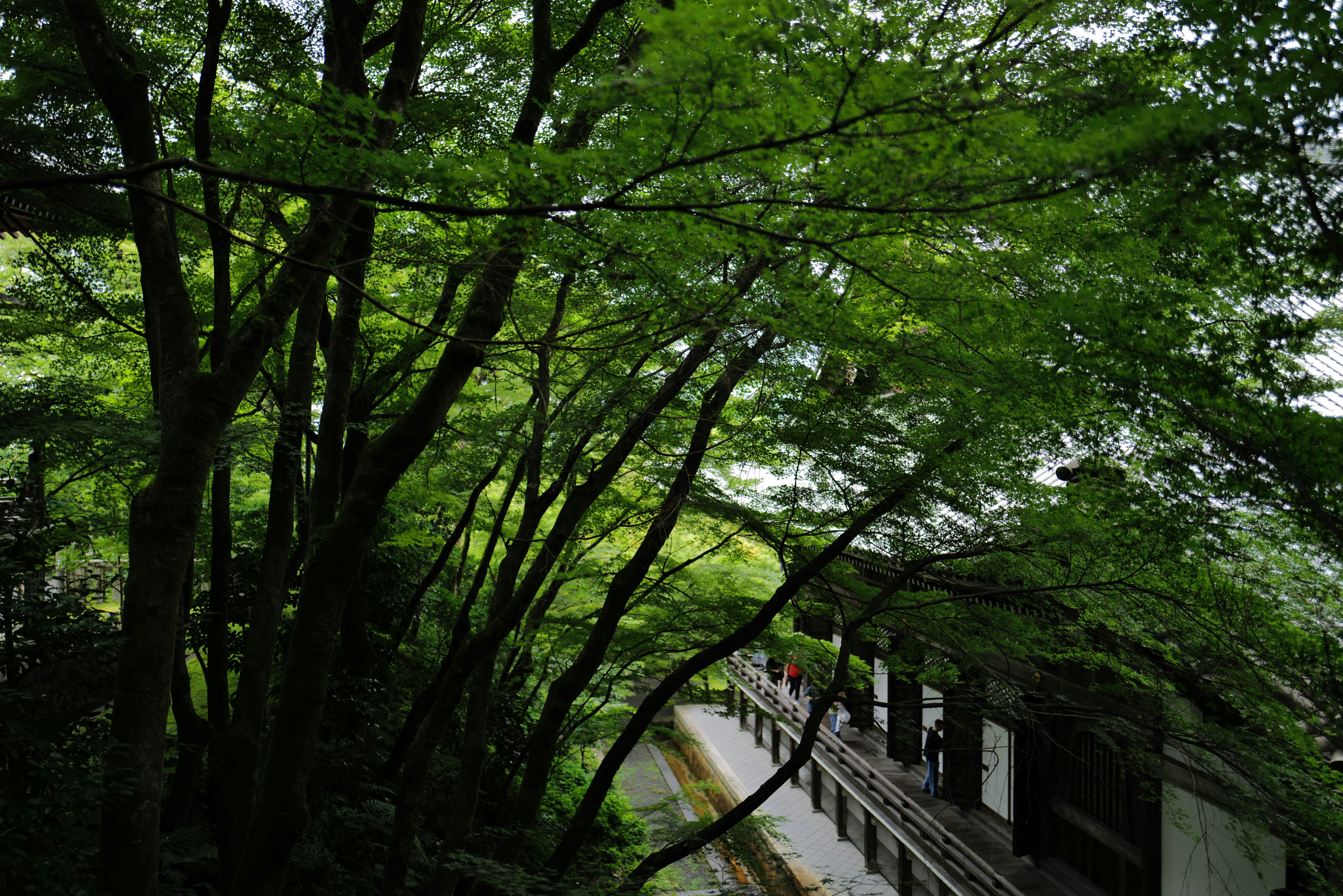 Lush green foliage frames a serene walkway, inviting exploration through nature's embrace.