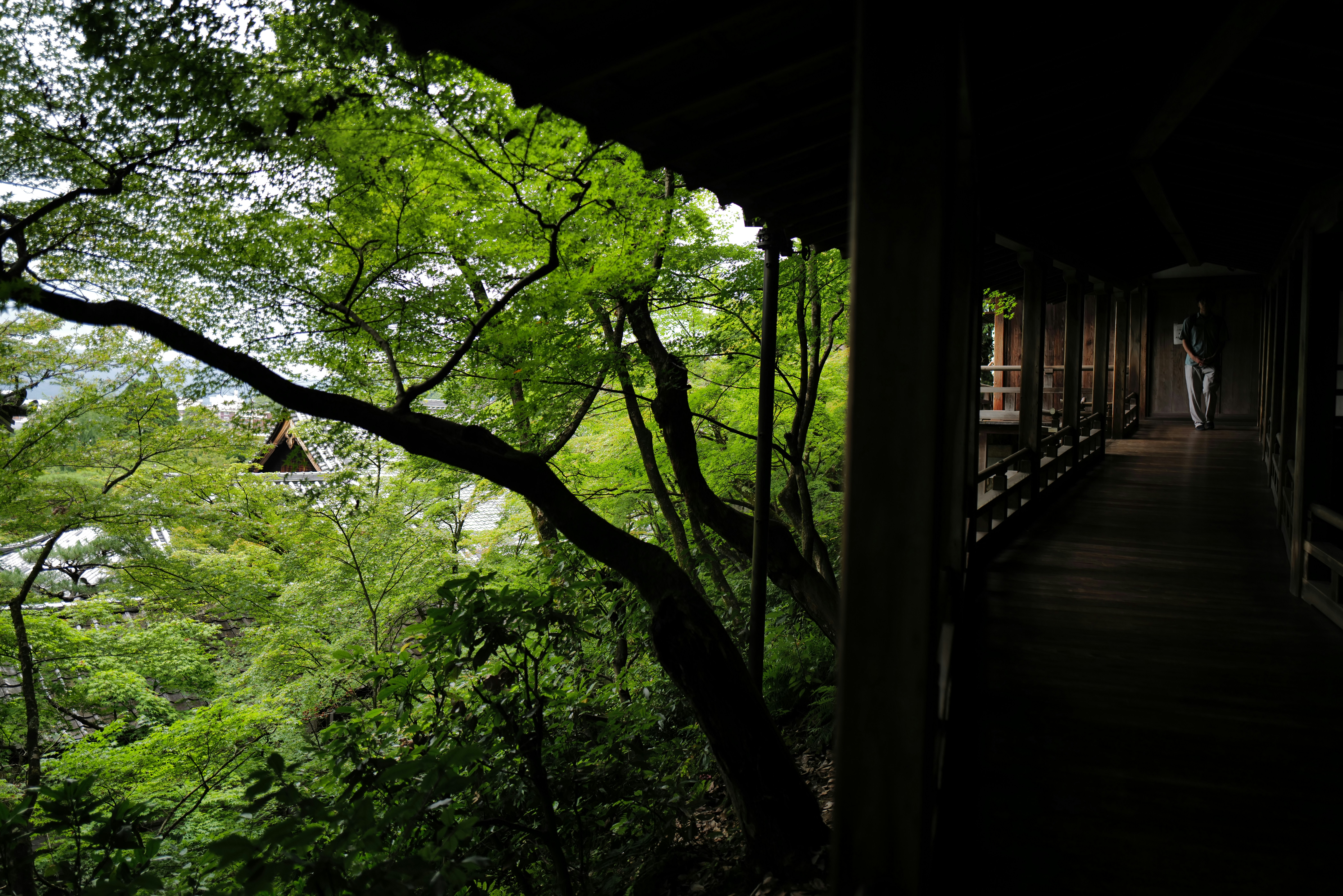 Whispers of Nature Along the Pathway