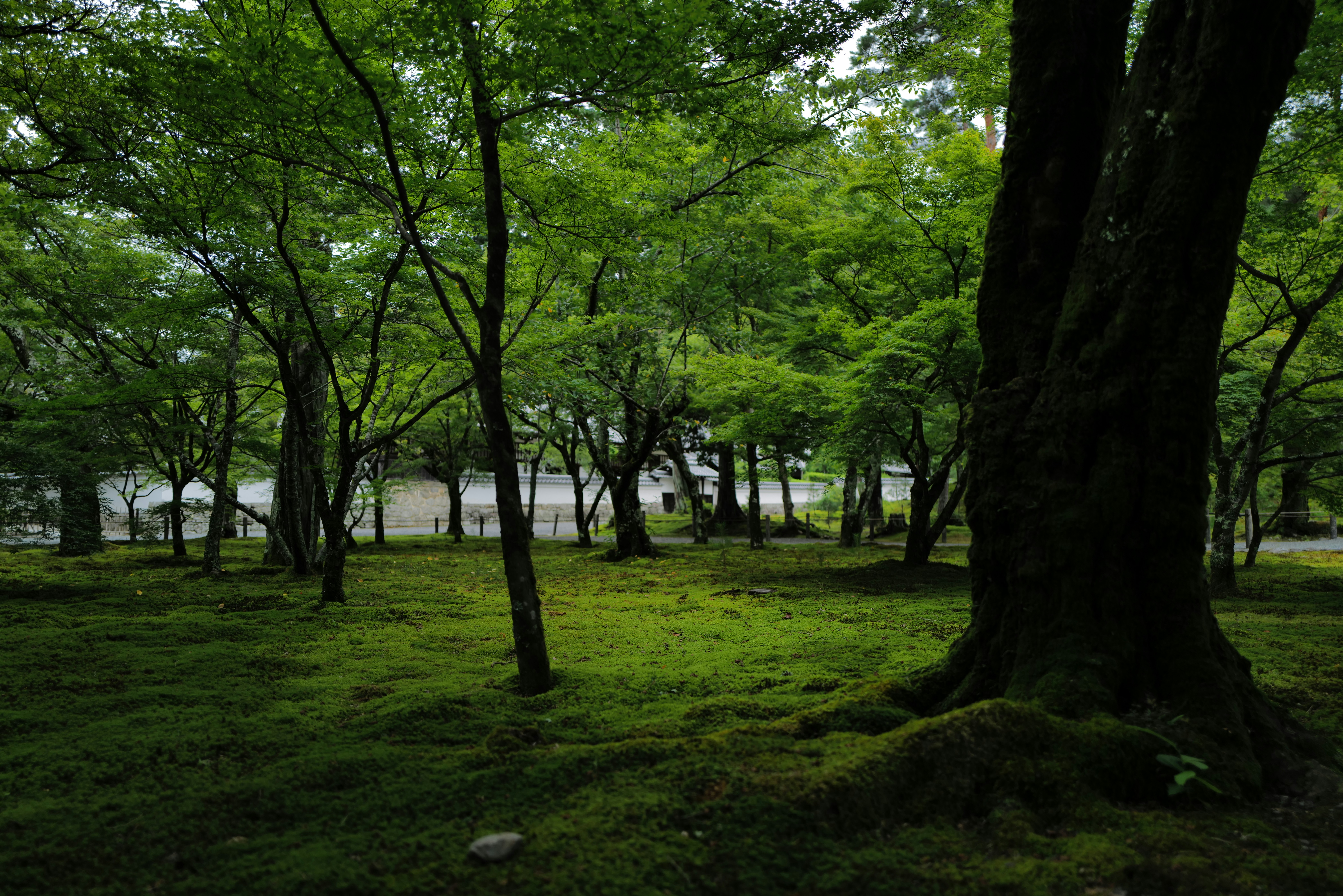 Whispers of the Verdant Grove
