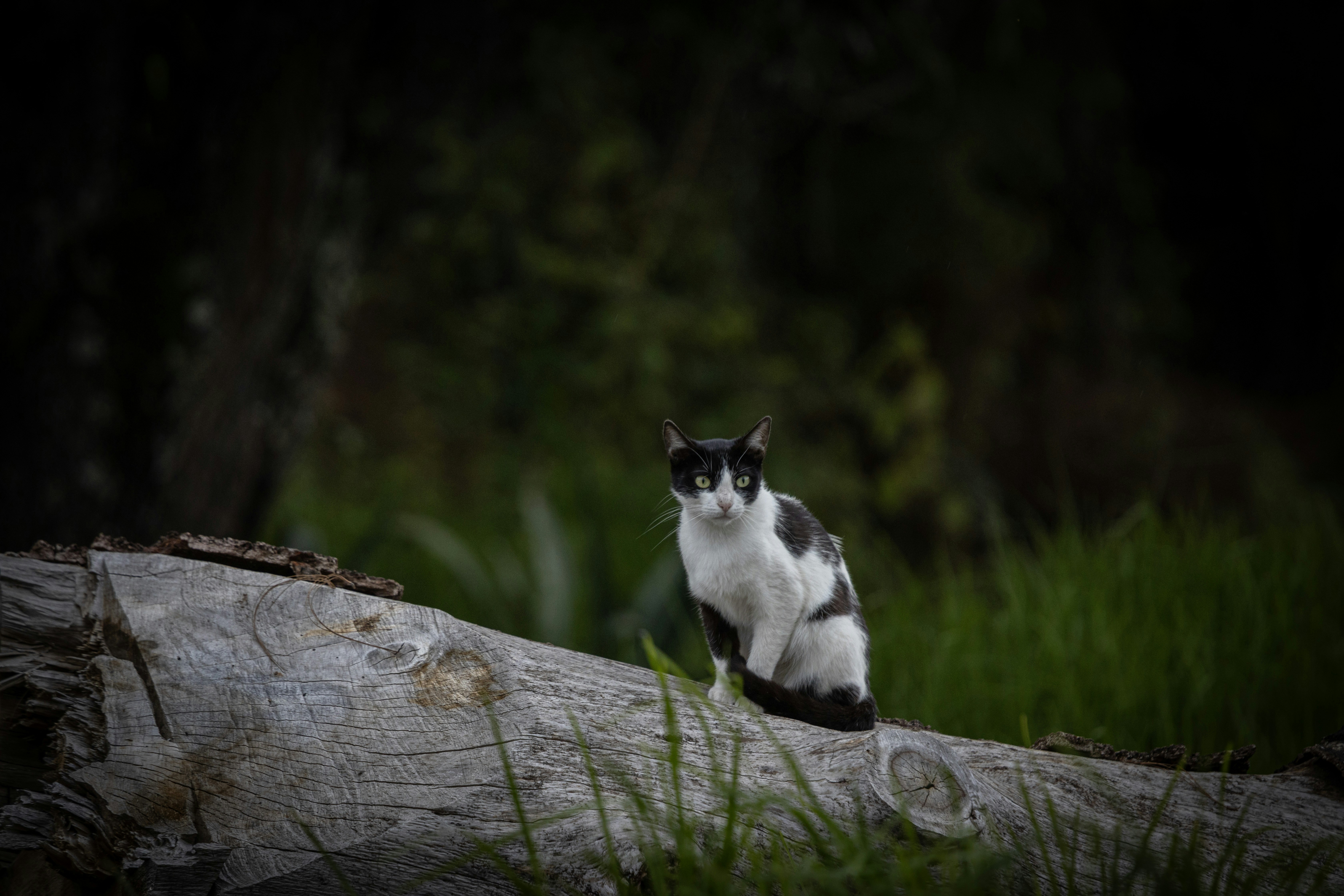Whiskered Guardian of the Forest