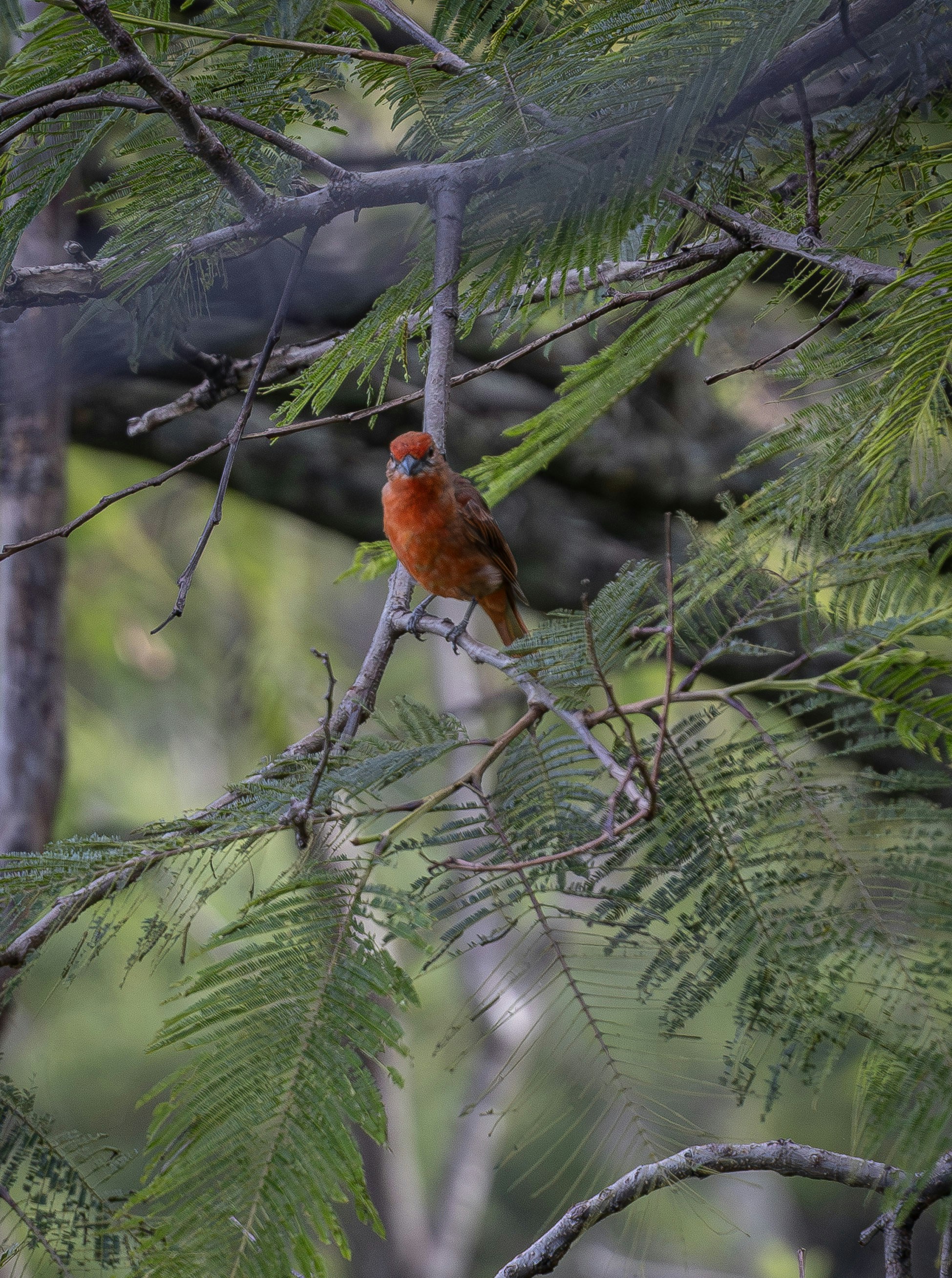 A bright red bird perches on a branch.