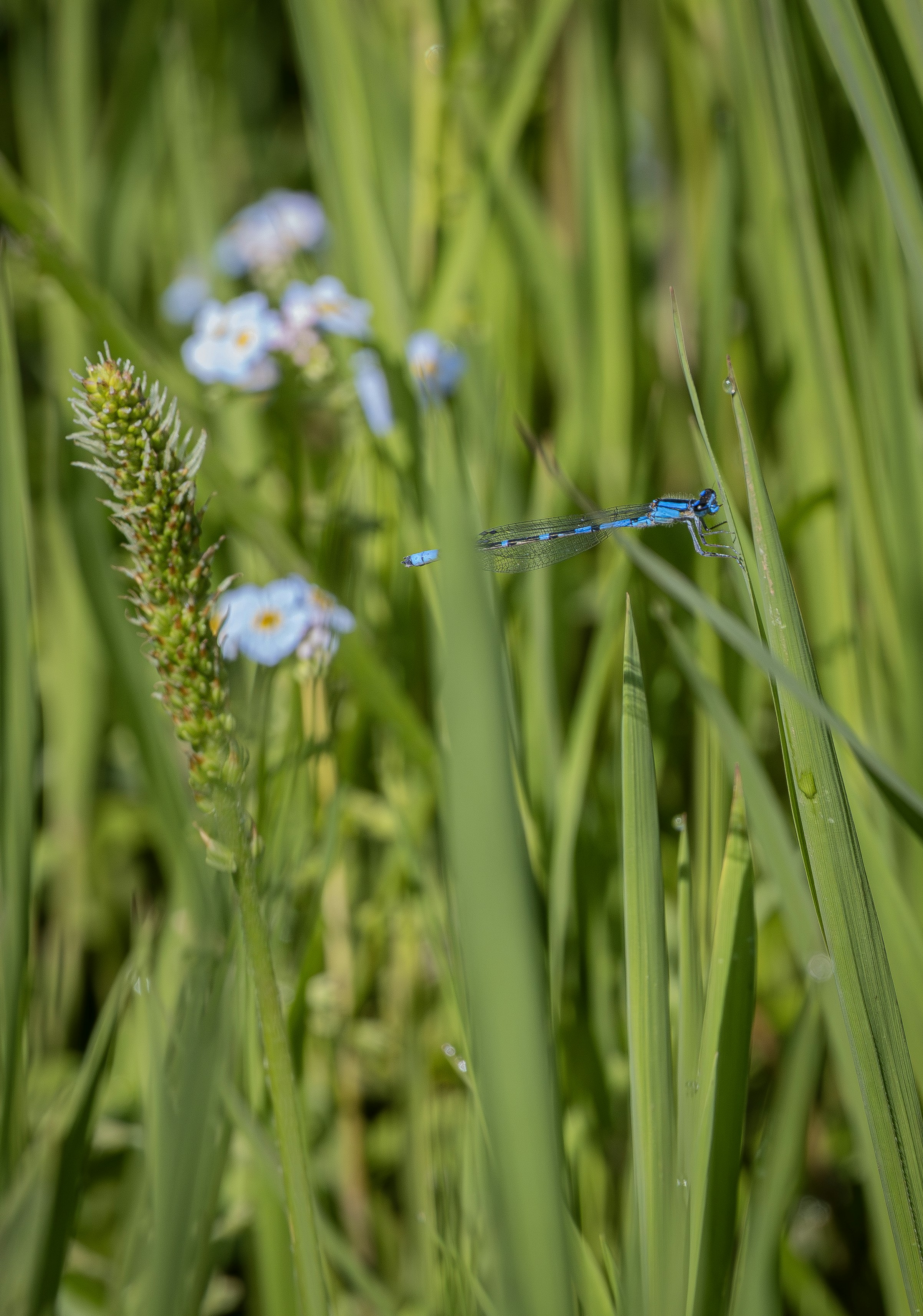 A vibrant blue dragonfly hovers amidst lush green grass and delicate blue flowers, showcasing the beauty of nature's harmony.