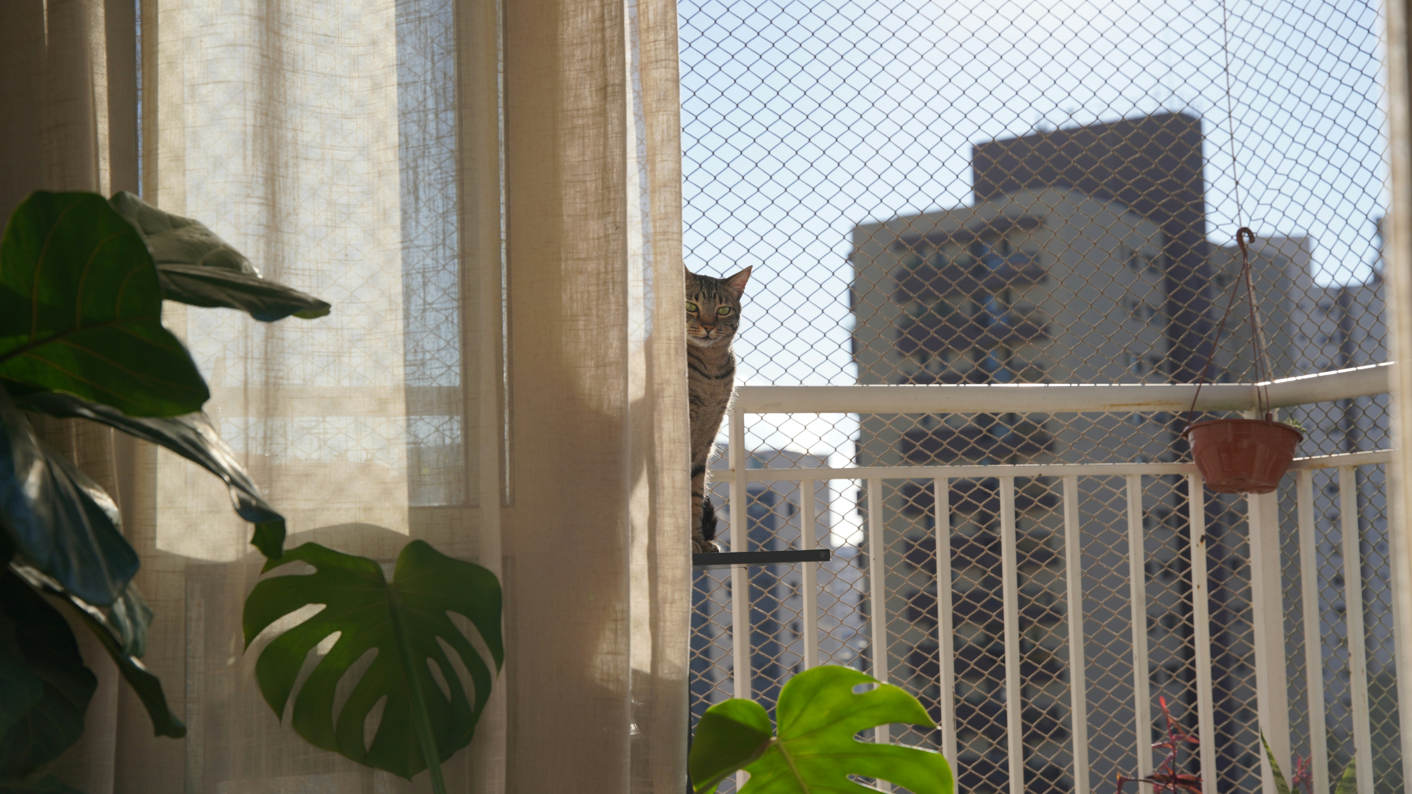 A curious cat peeks through sheer curtains on a balcony, framed by vibrant plants and urban scenery. The scene captures a moment of everyday life.