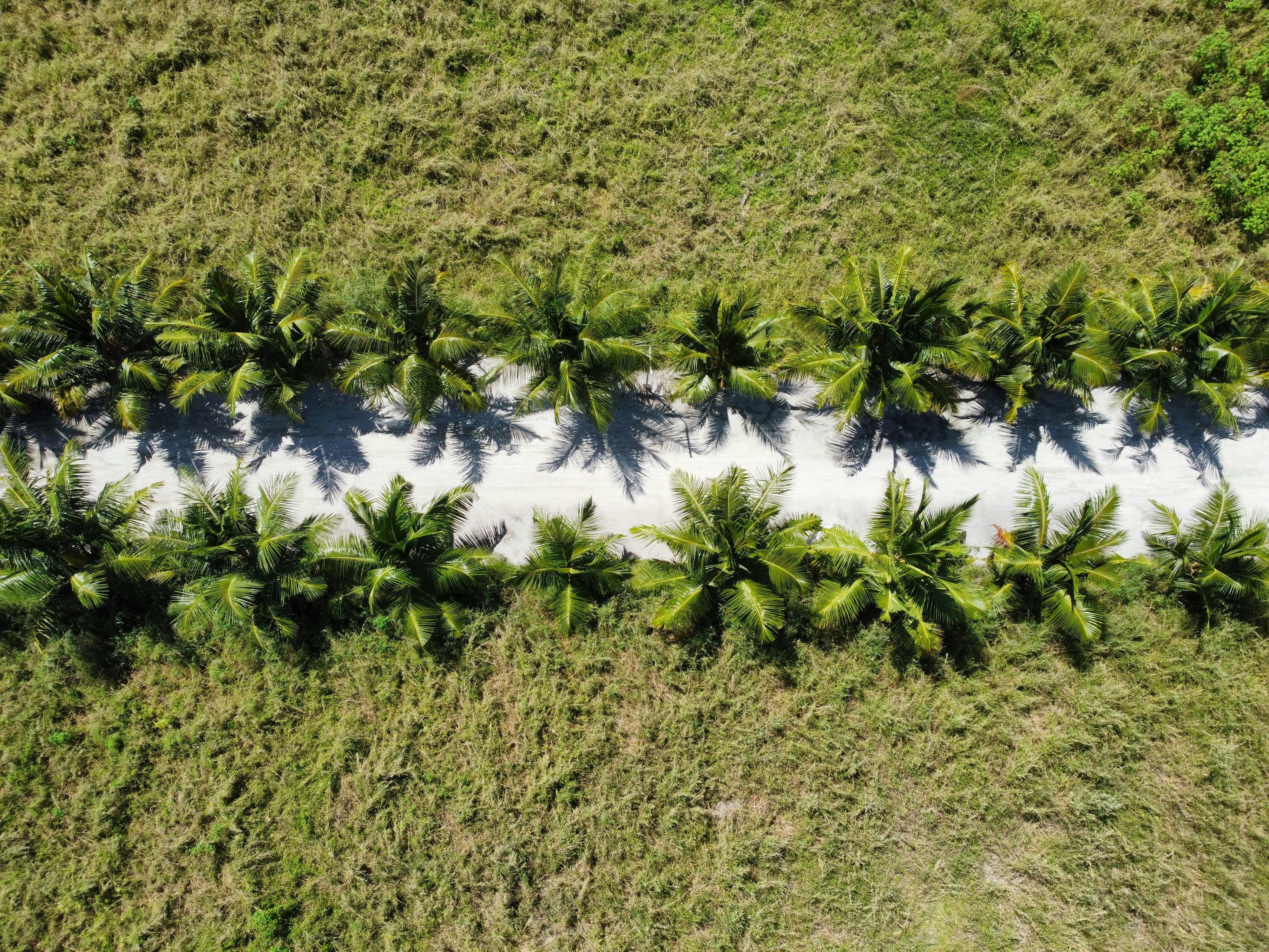 Aerial Line of Palm Trees Through a White Sand Track