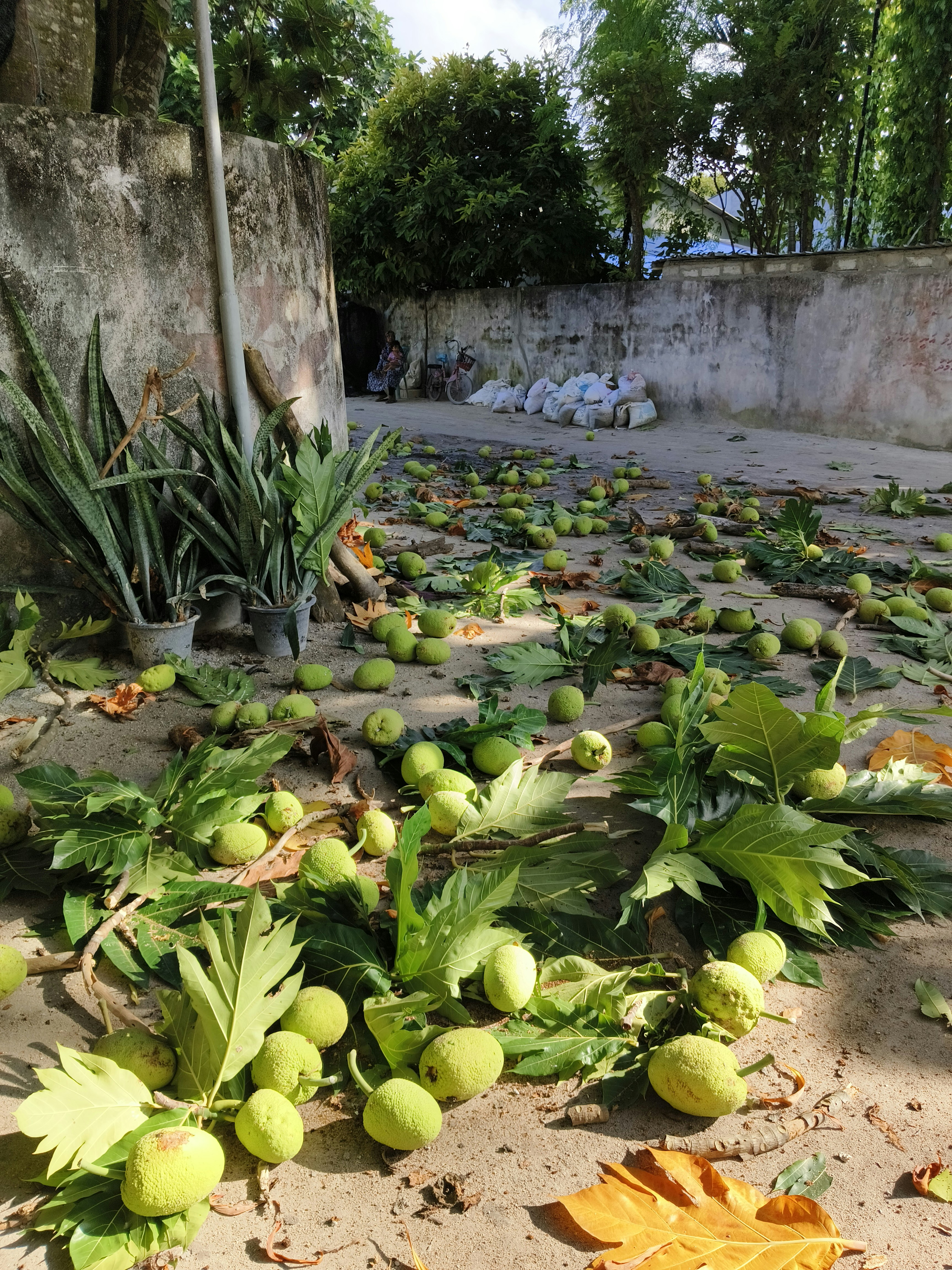 Harvest Abundance: Nature's Bounty on Display
