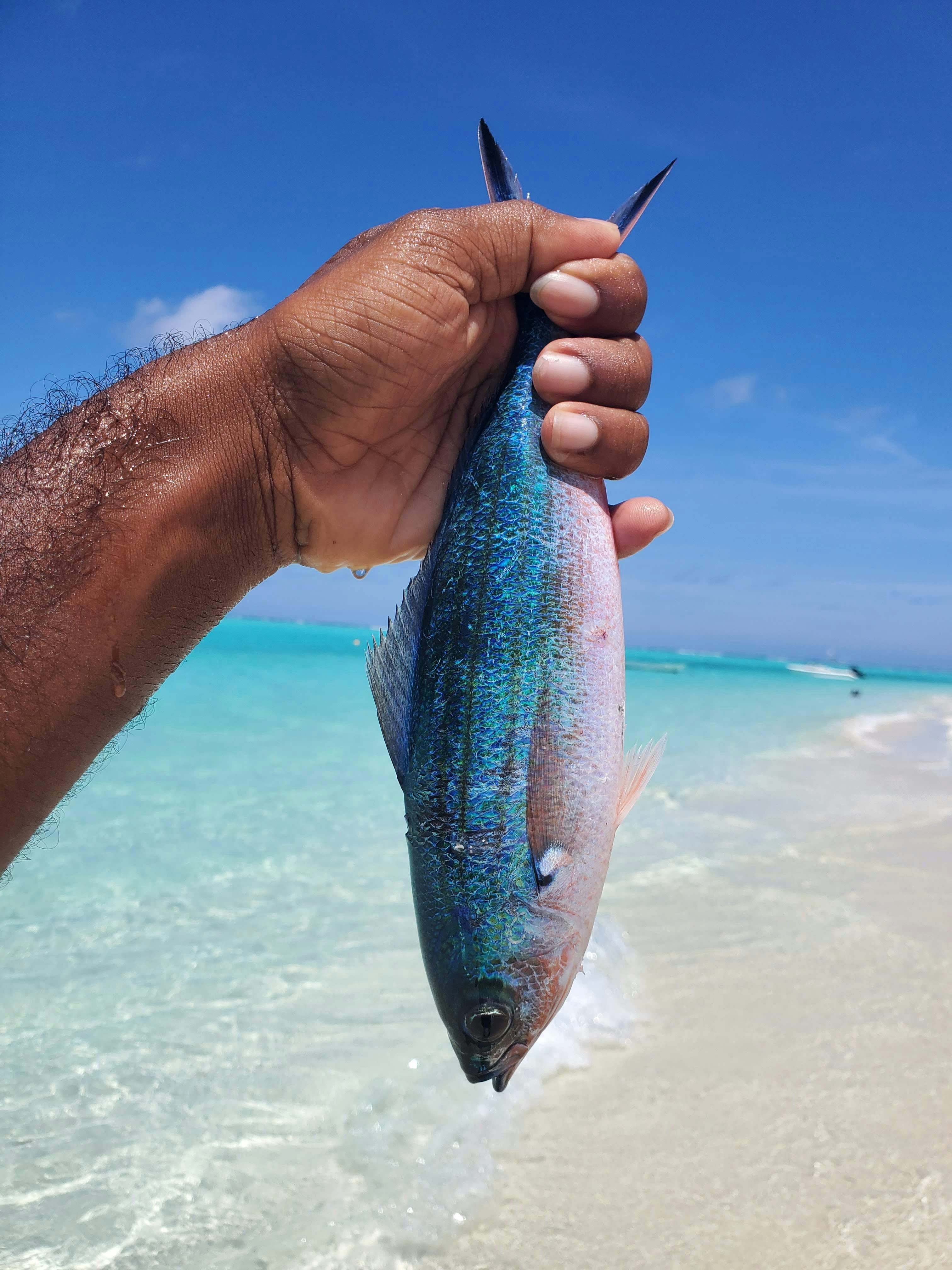 A hand holds a fish near the ocean.
