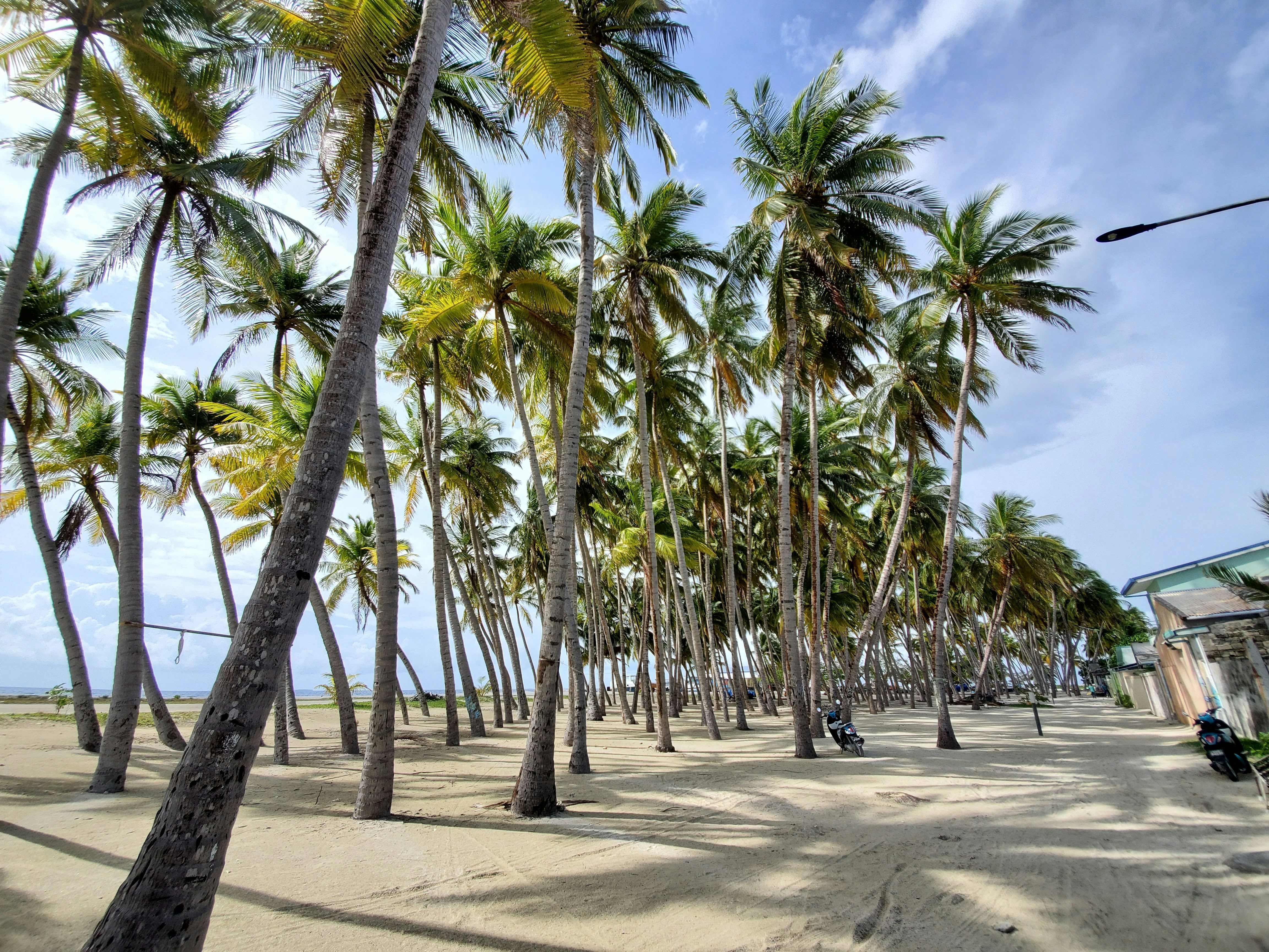 Lush palm trees swaying gently in a sandy beach landscape under a bright sky. The scene evokes a sense of tranquility and tropical paradise.