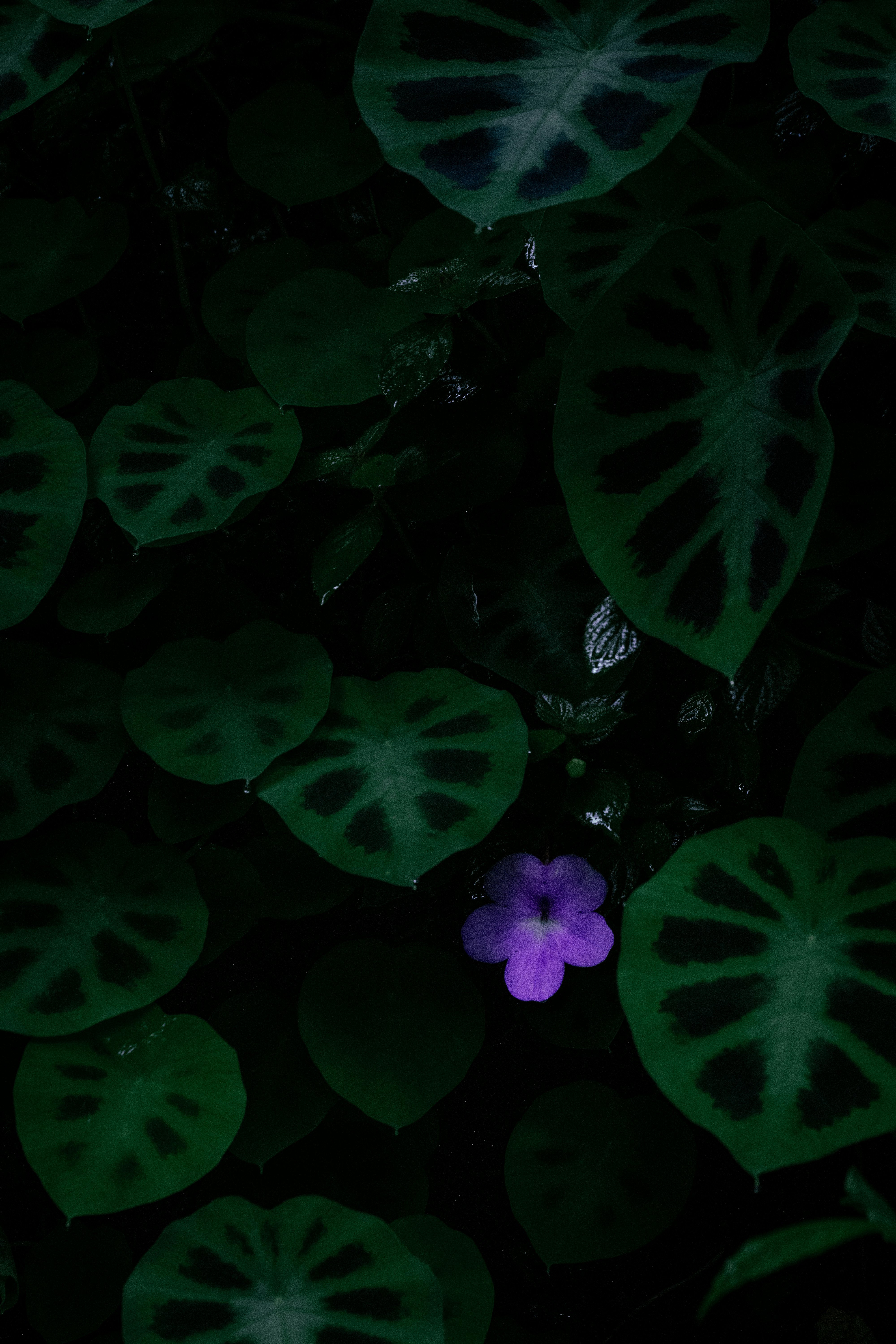 Whispers of Color Amidst the Green