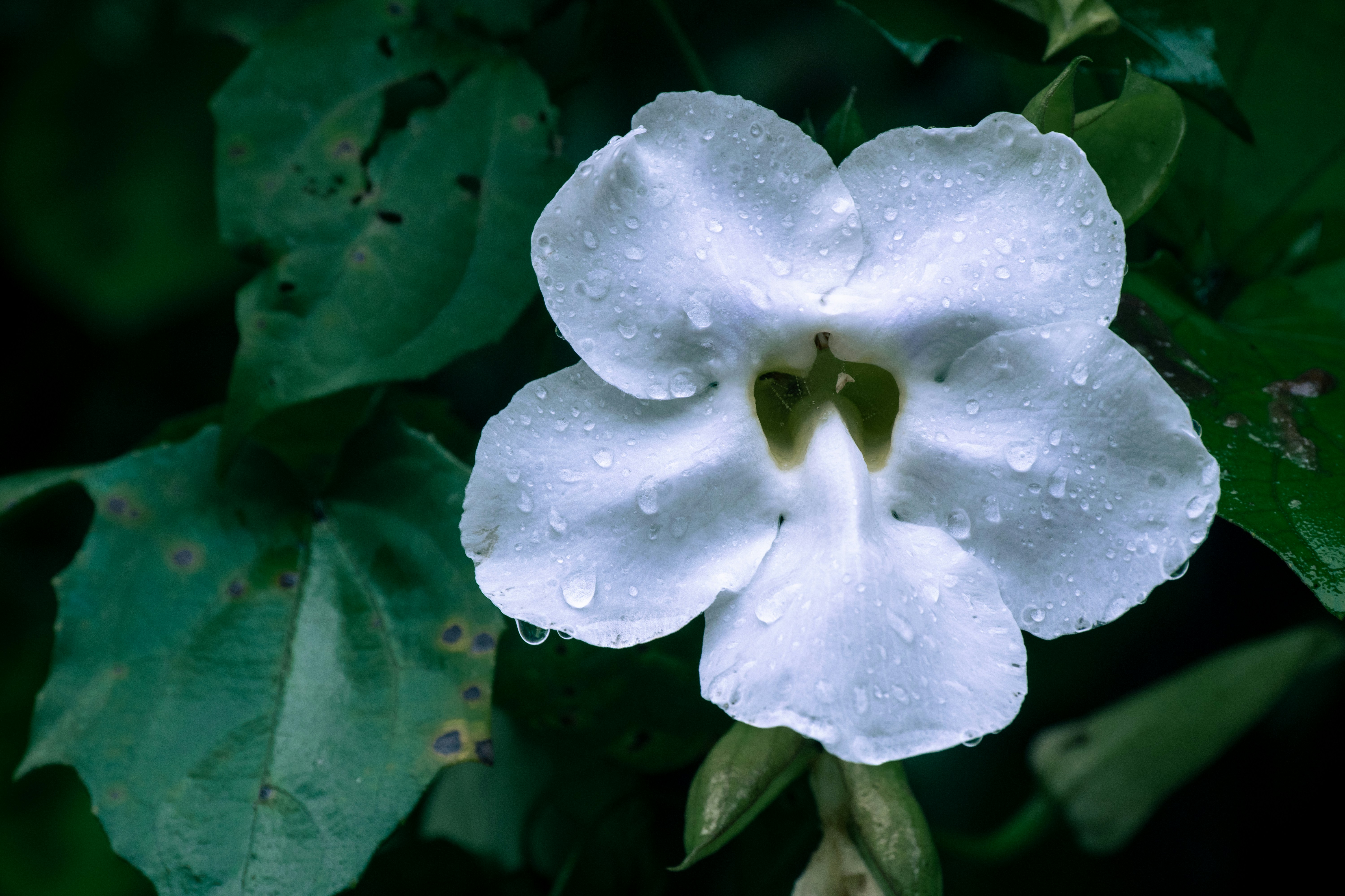 Whispers of Nature: A Floral Elegance