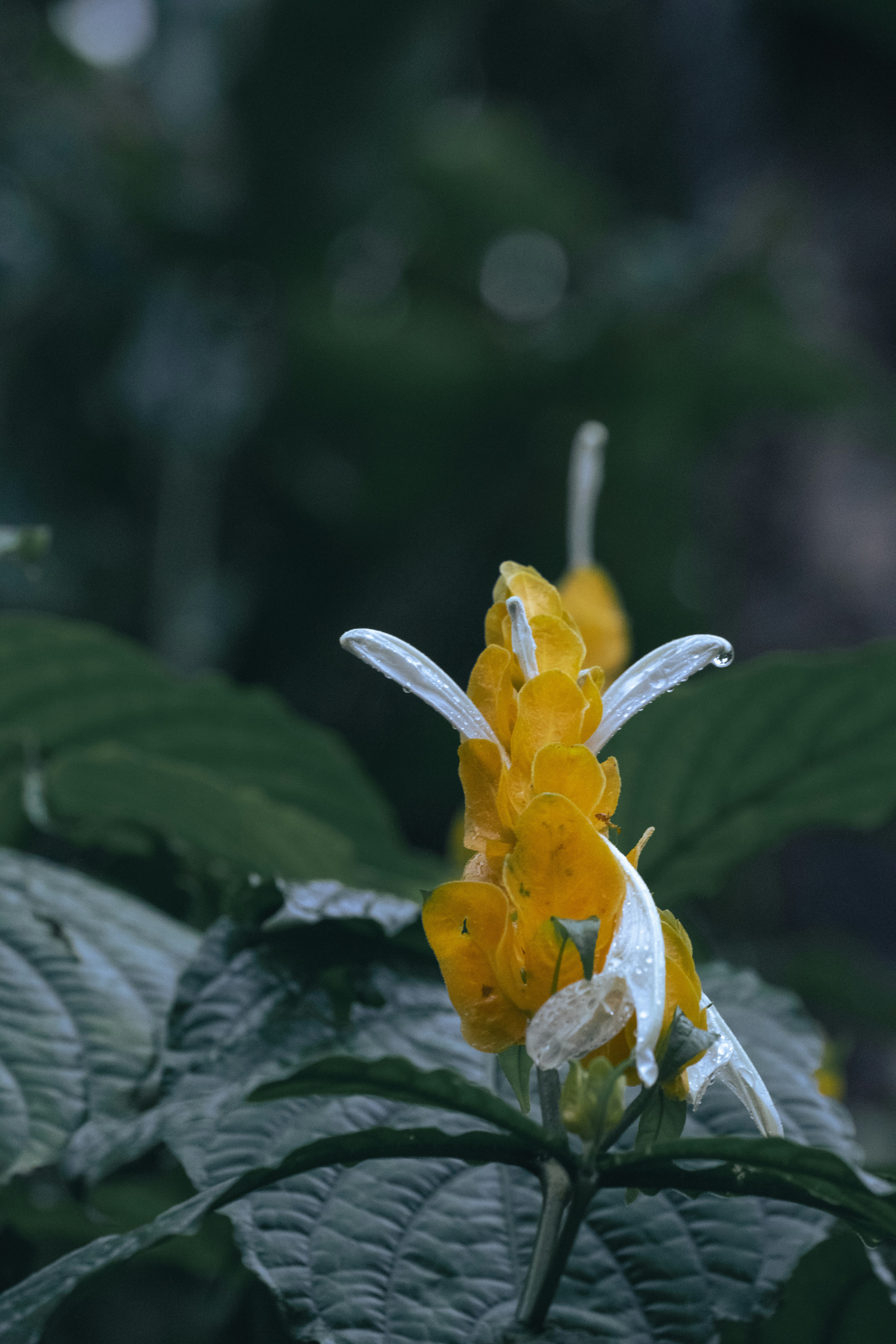 Golden Lances: a yellow bloom with dew-laden petals