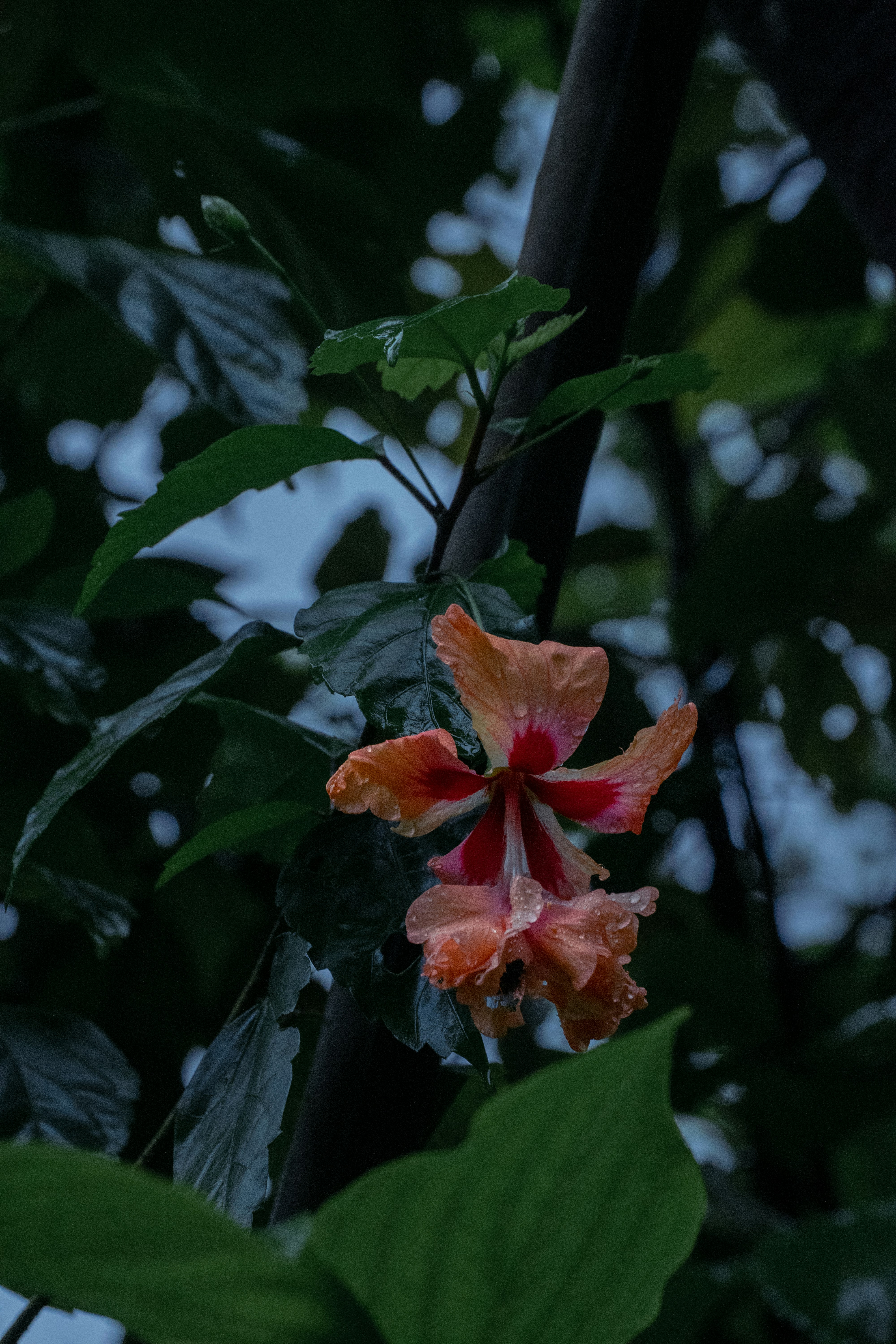 Twilight Blossom: Nature's Subtle Elegance