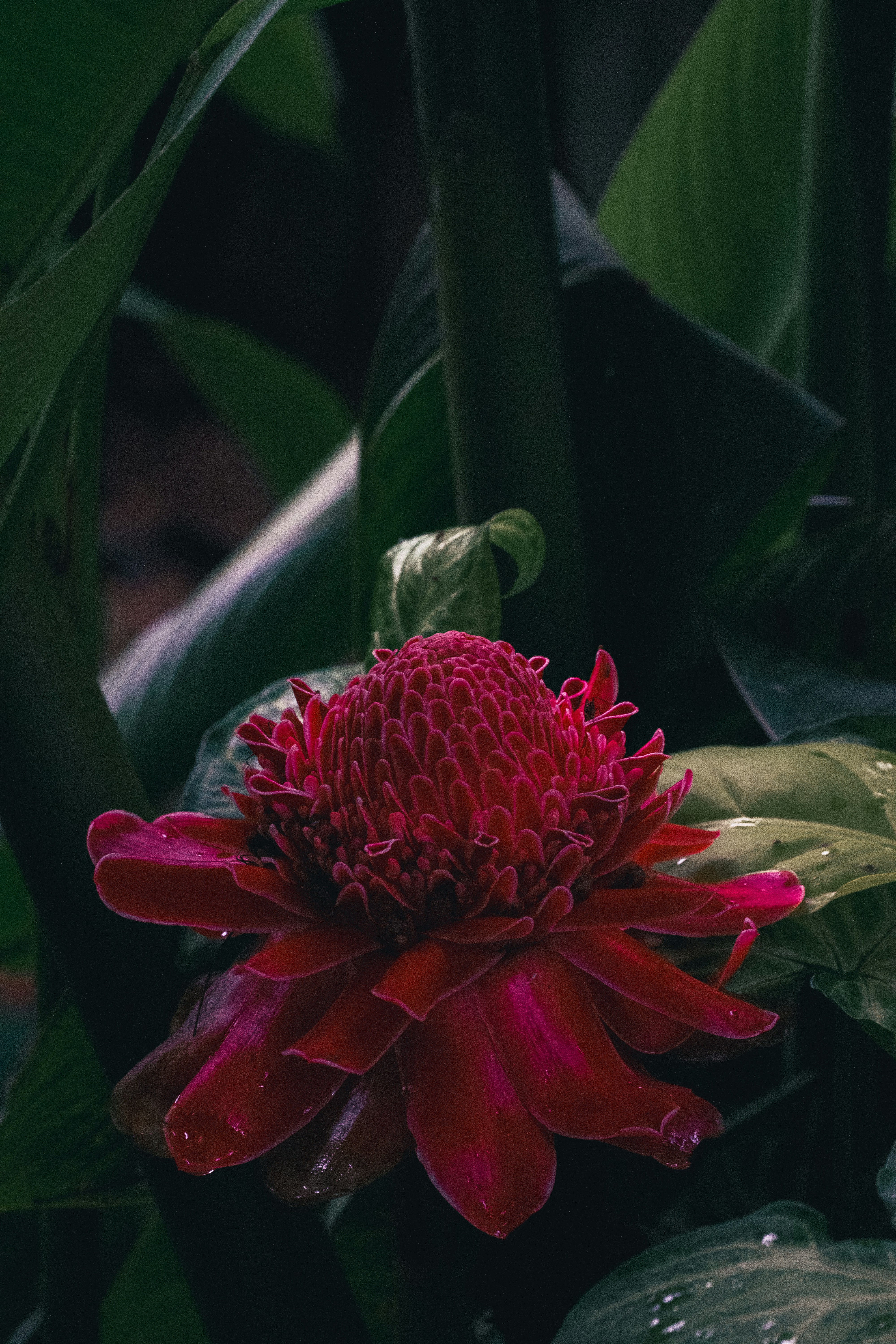 Crimson Bloom Amidst Lush Greenery