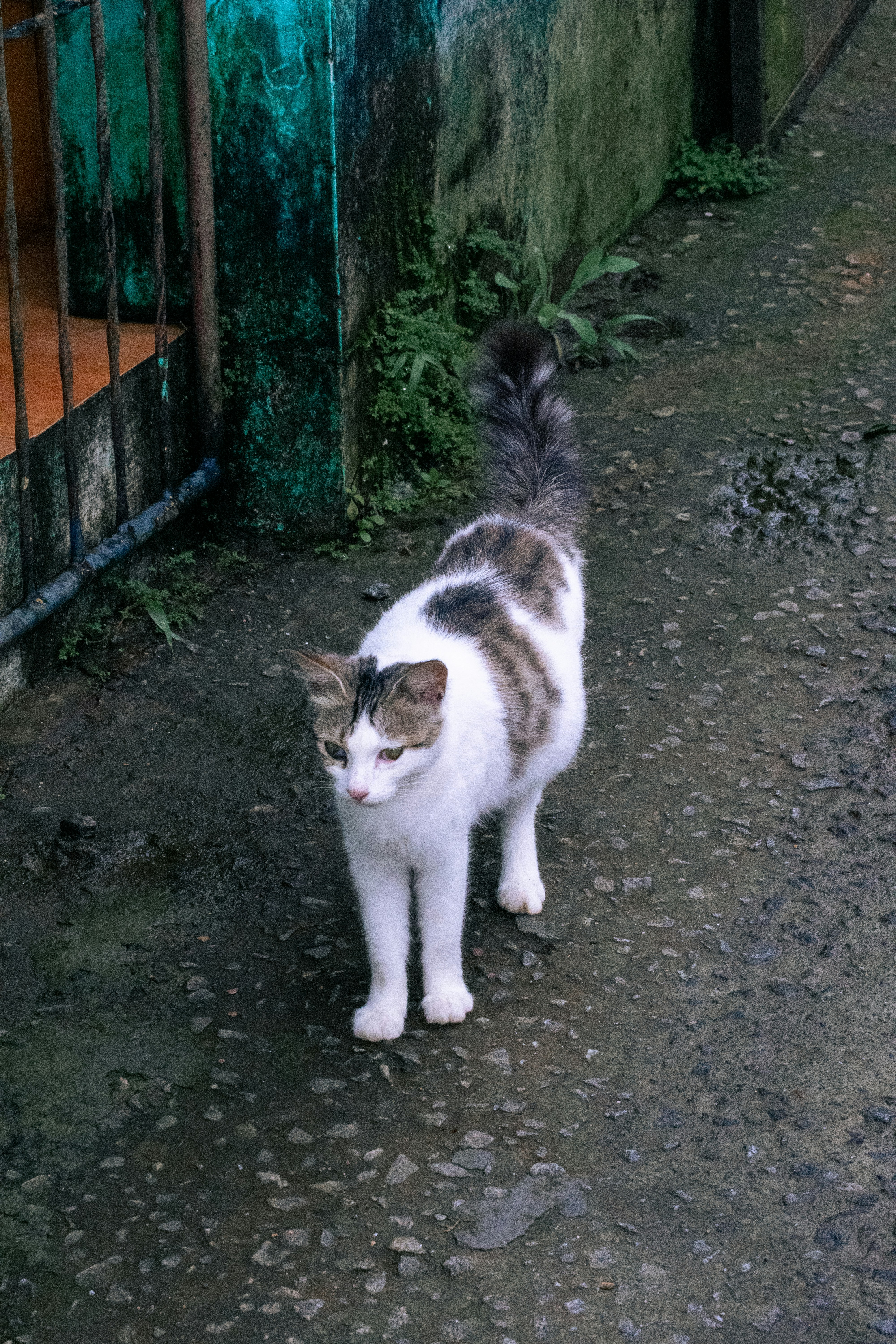 Whiskered Wanderer in a Rain-Kissed Alley