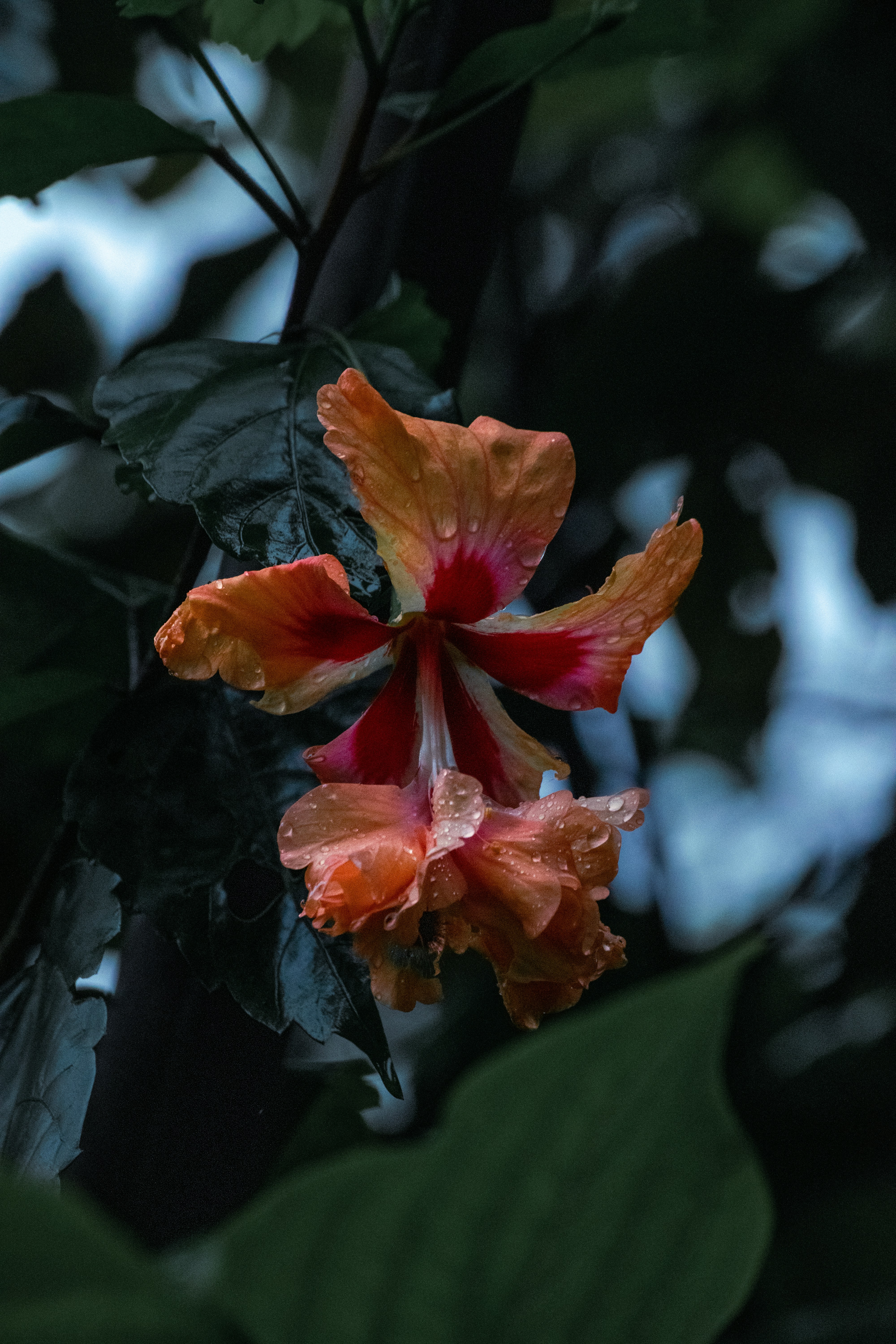 Whispers of Nature's Palette